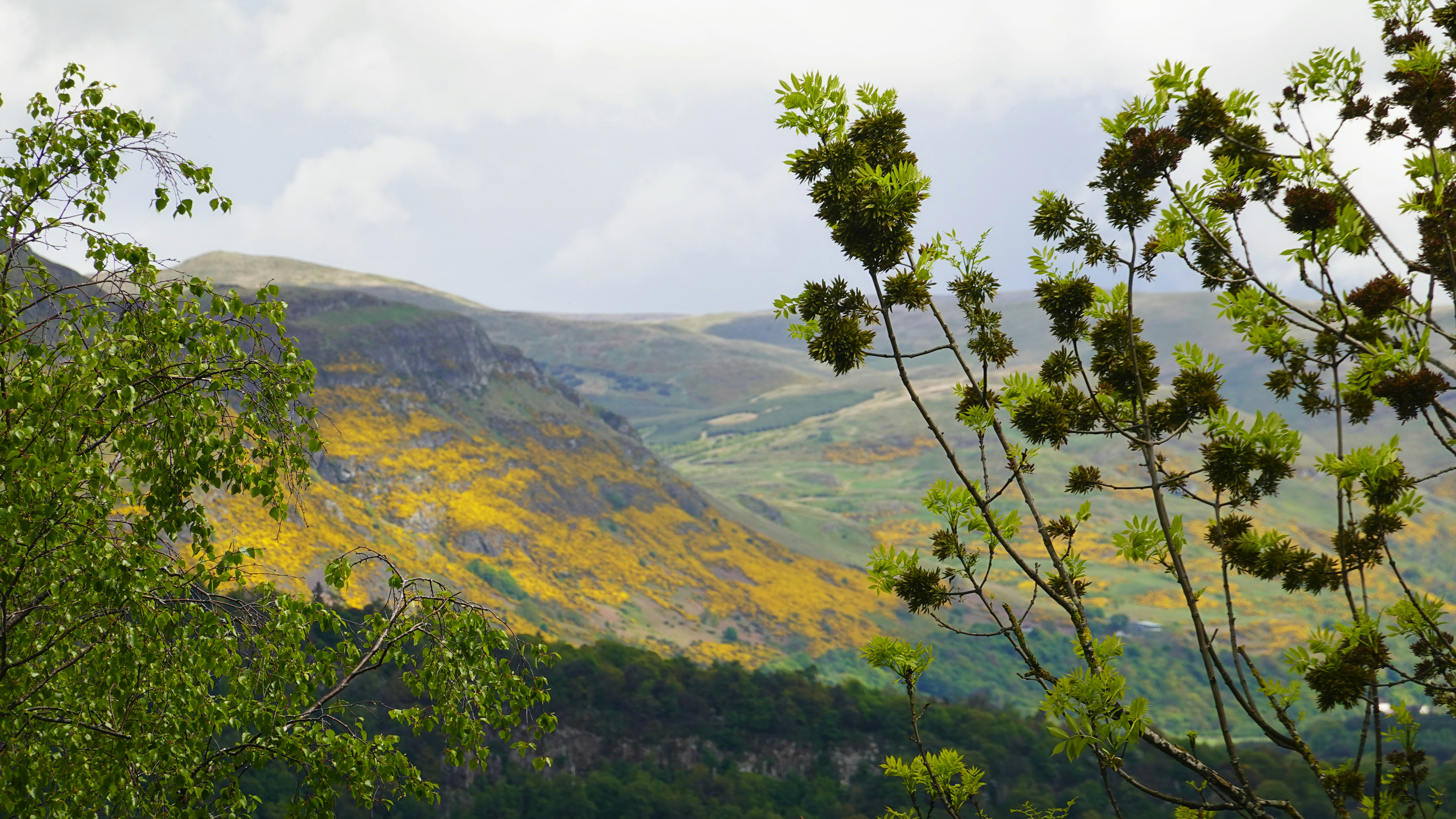 Misty Moorland Ribboned with Spring Yellow