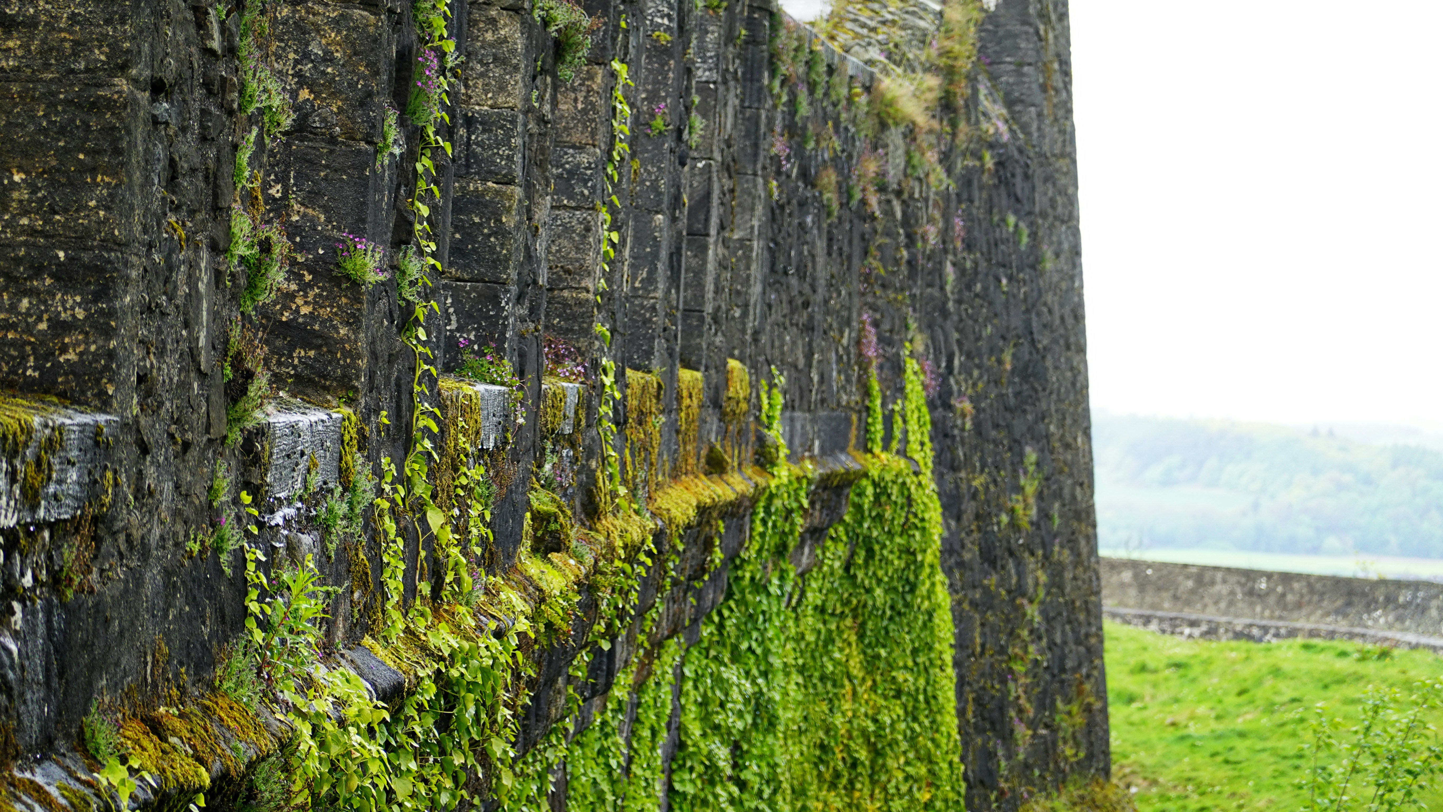 Moss-Cweled Sea Wall: Tranquil Grass Meets Weathered Stone
