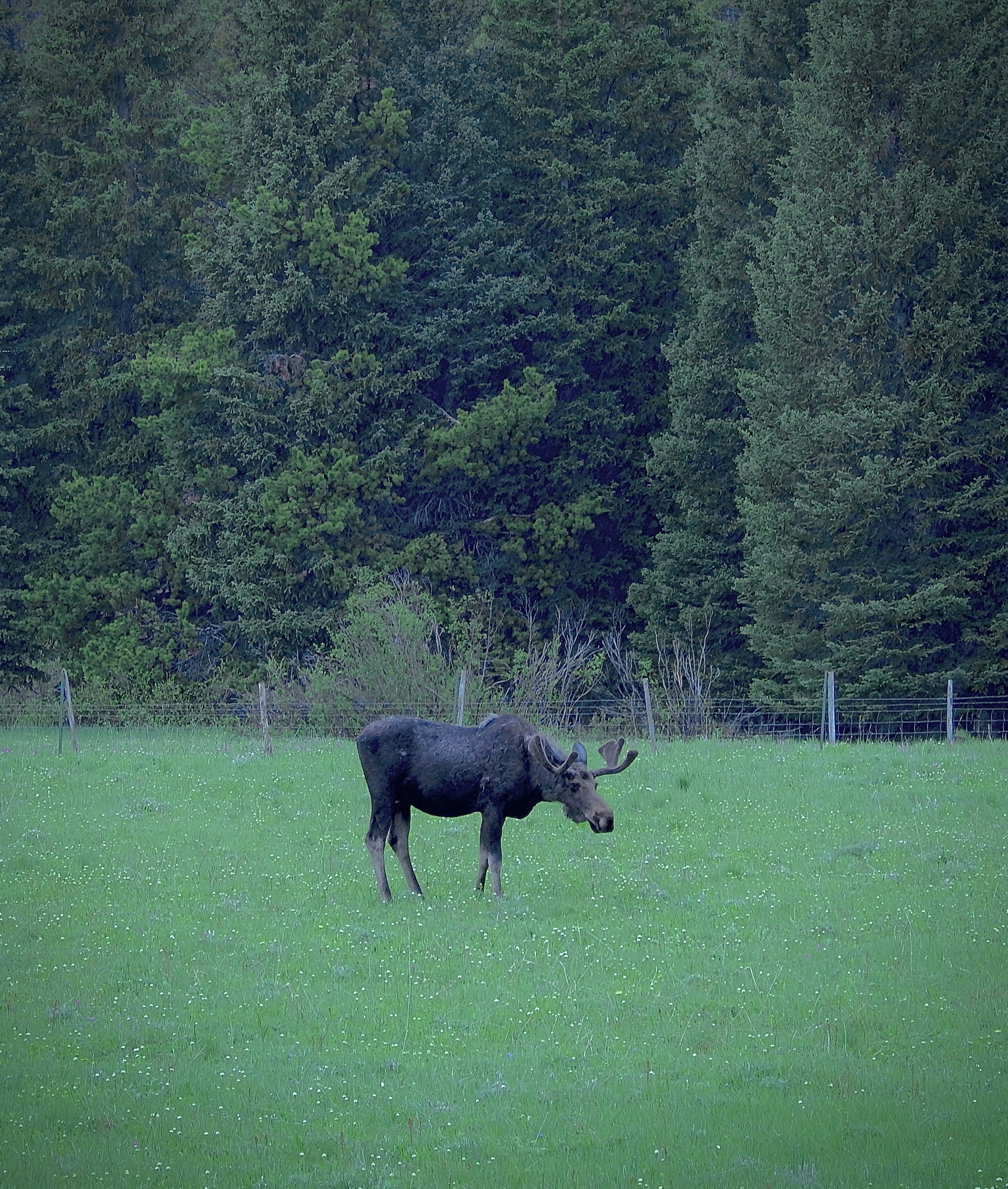 A photograph of a large bull moose with small, velvet-covered antlers, standing in profile in a green grassy meadow. The moose is in the middle of the field, apparently grazing. Behind a wire fence, a dense forest of tall evergreen trees rises up on a hillside. The light is cool and dim, suggesting dusk or a heavy overcast sky.