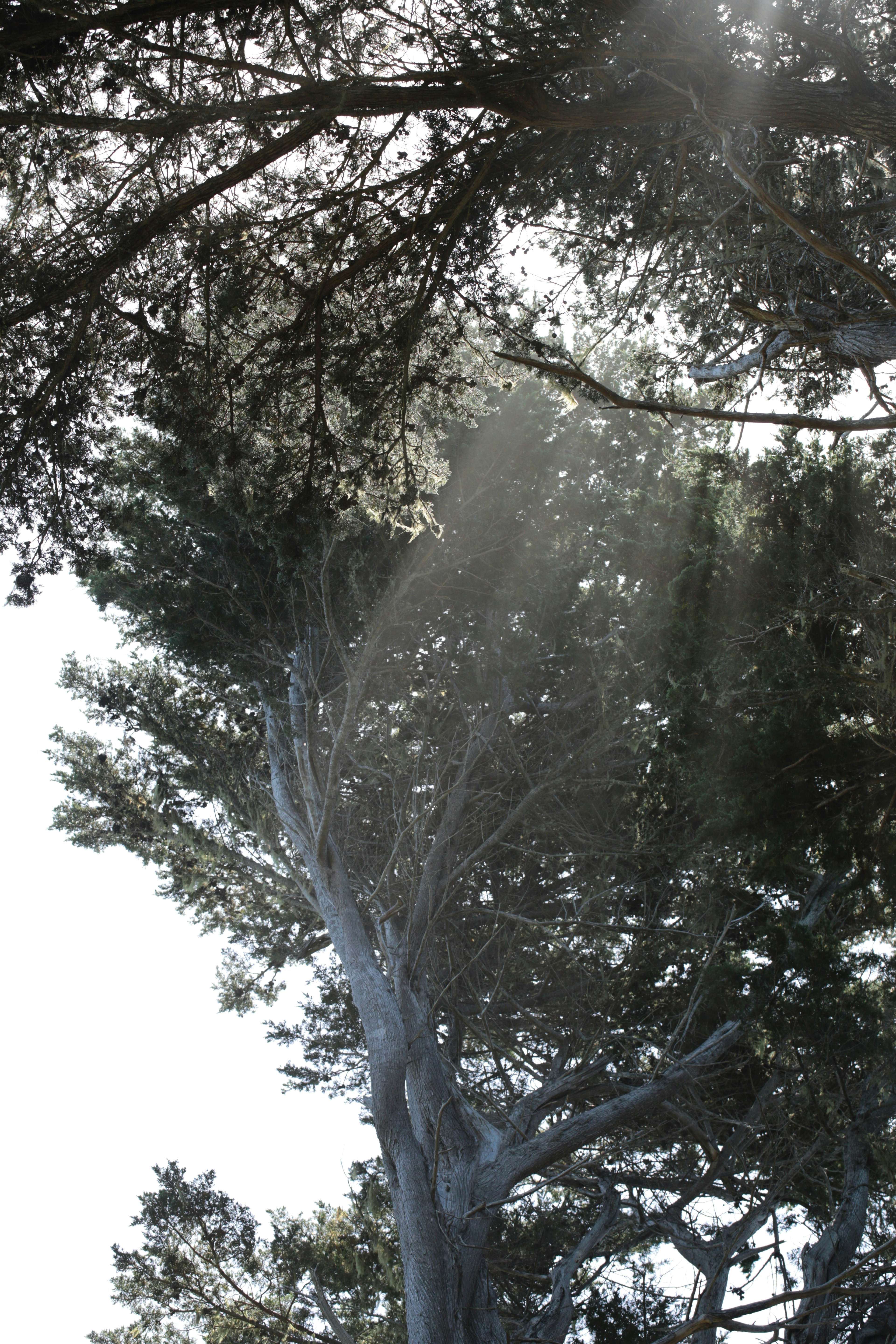 Sunlit Cedar Canopy and Veil of Light