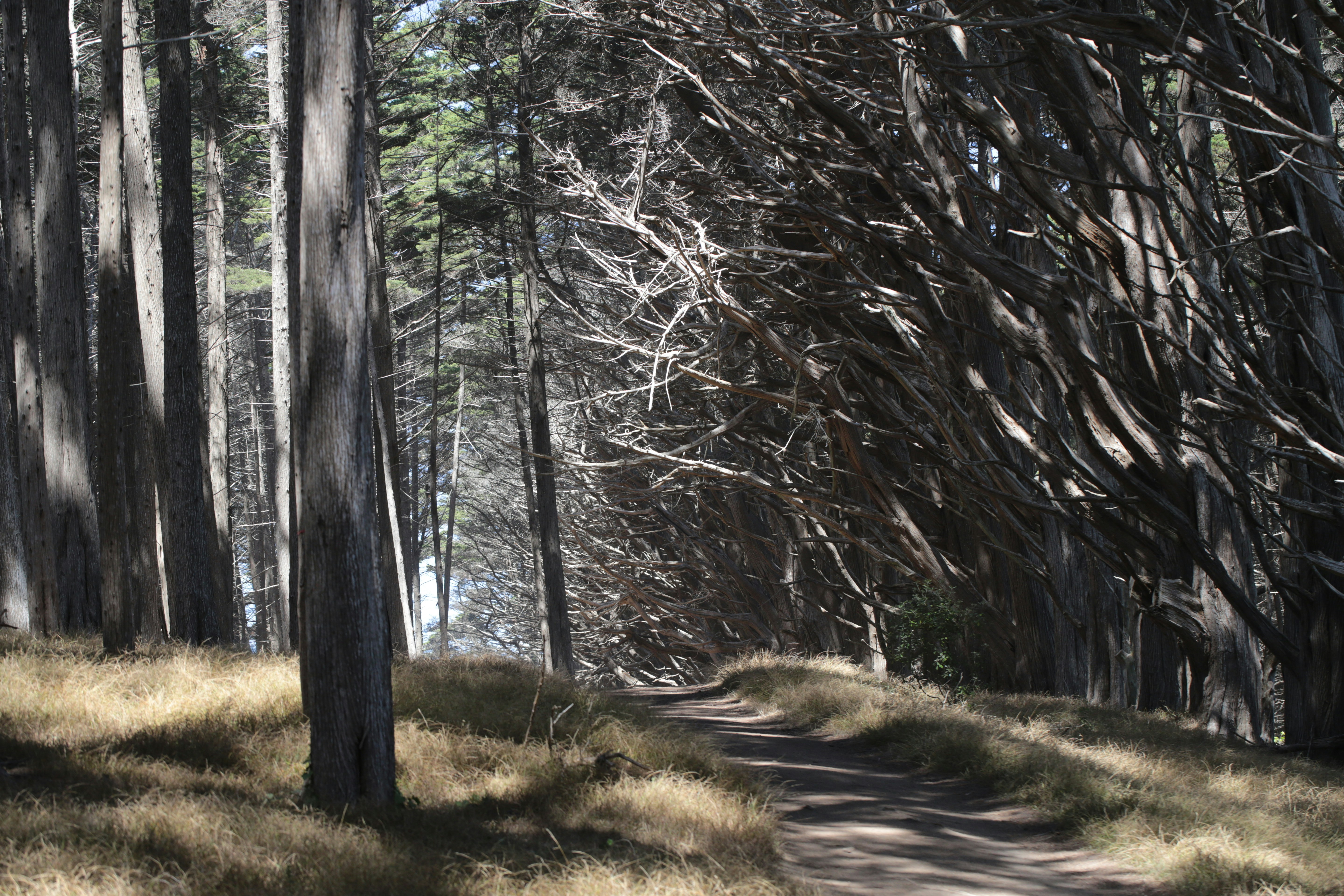 Sunlit Path Through a Silent Pine Corridor