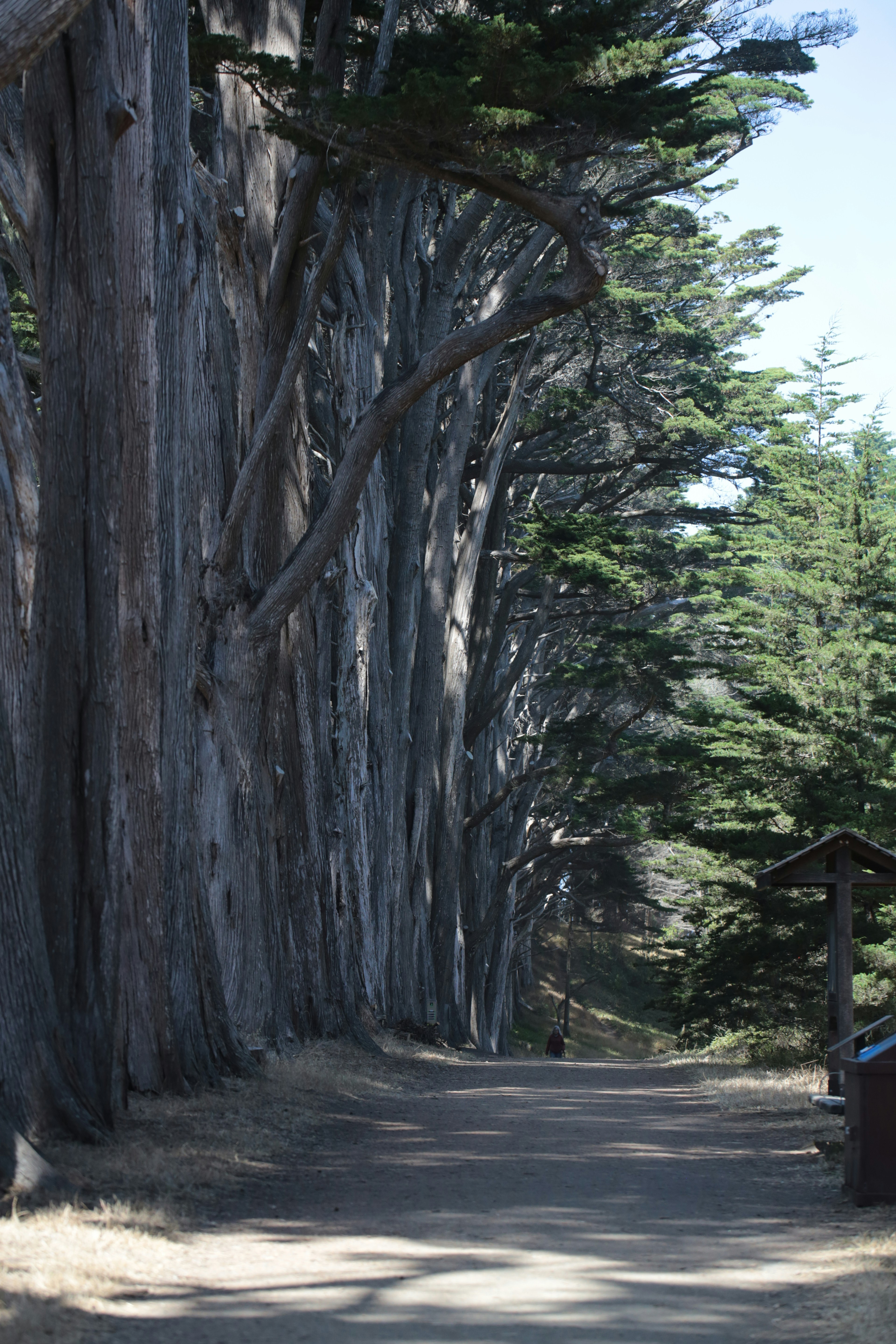 A sandy path curves beneath towering, weathered trees whose trunks lean inward, creating a shaded corridor that leads into the distance.