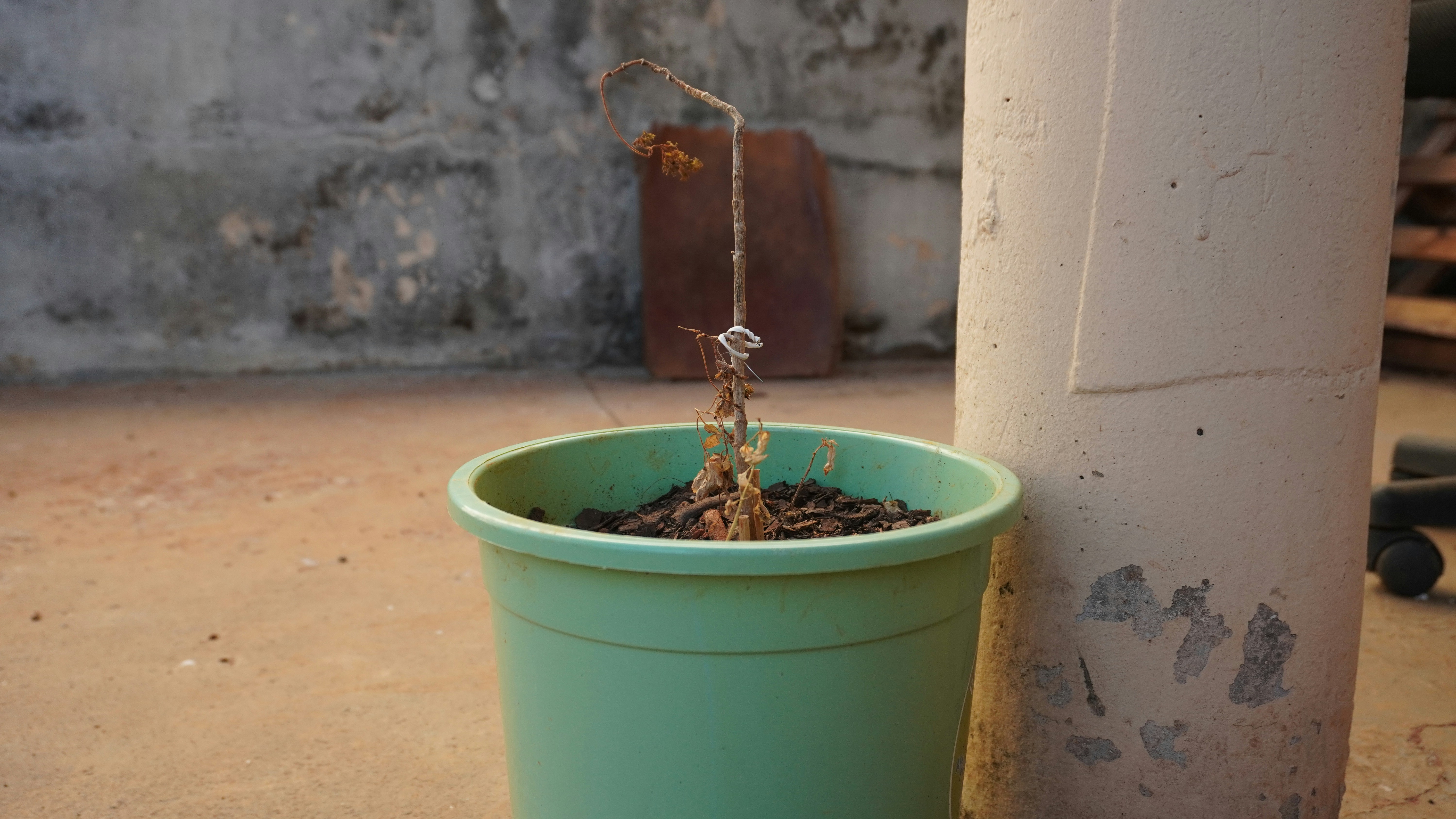 A Lone Green Pot Cradles a Withered Sprout Amid Cracked Concrete