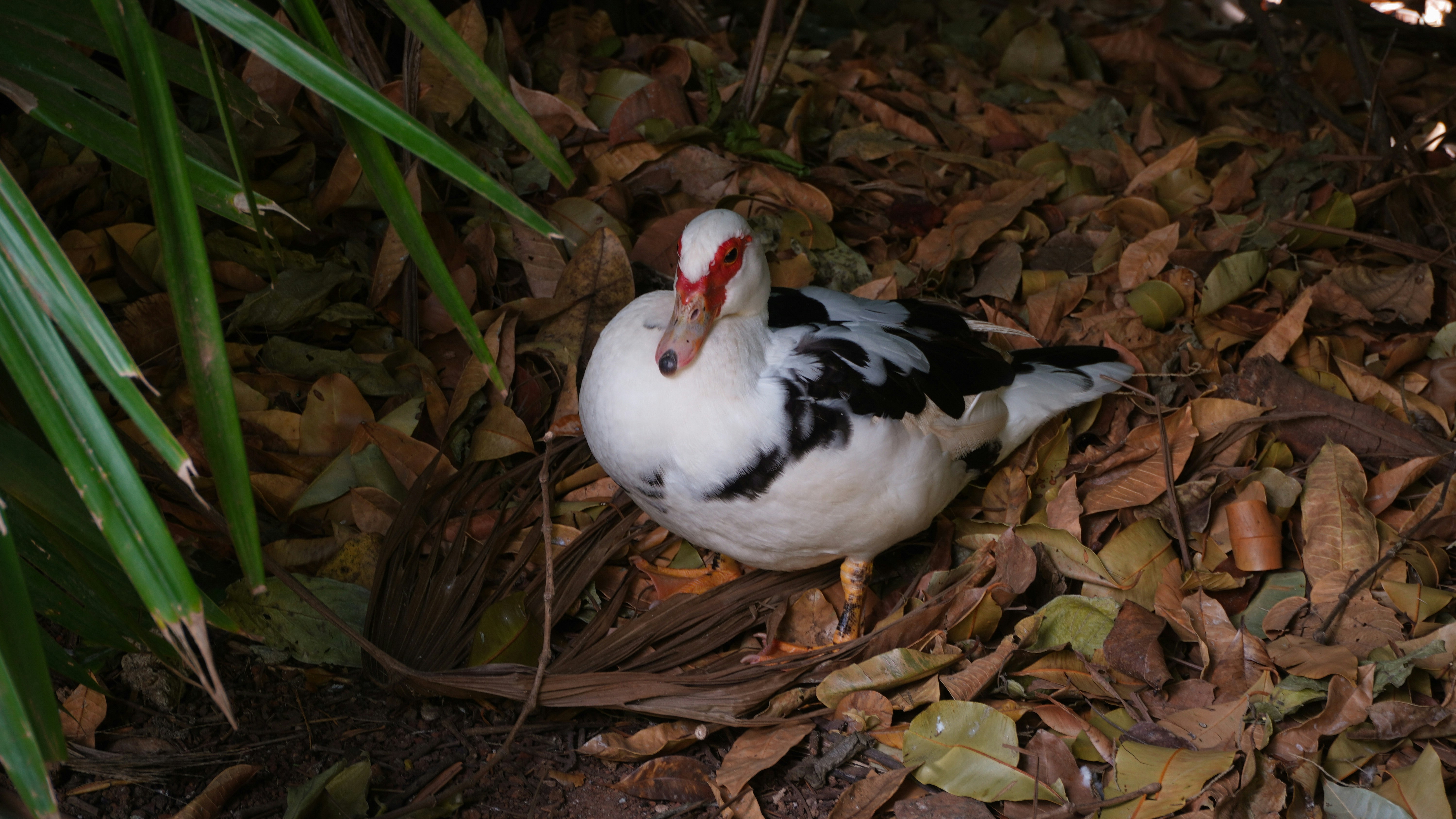 Leafy Hideaway: A White-Black Duck in Dappled Groundcover