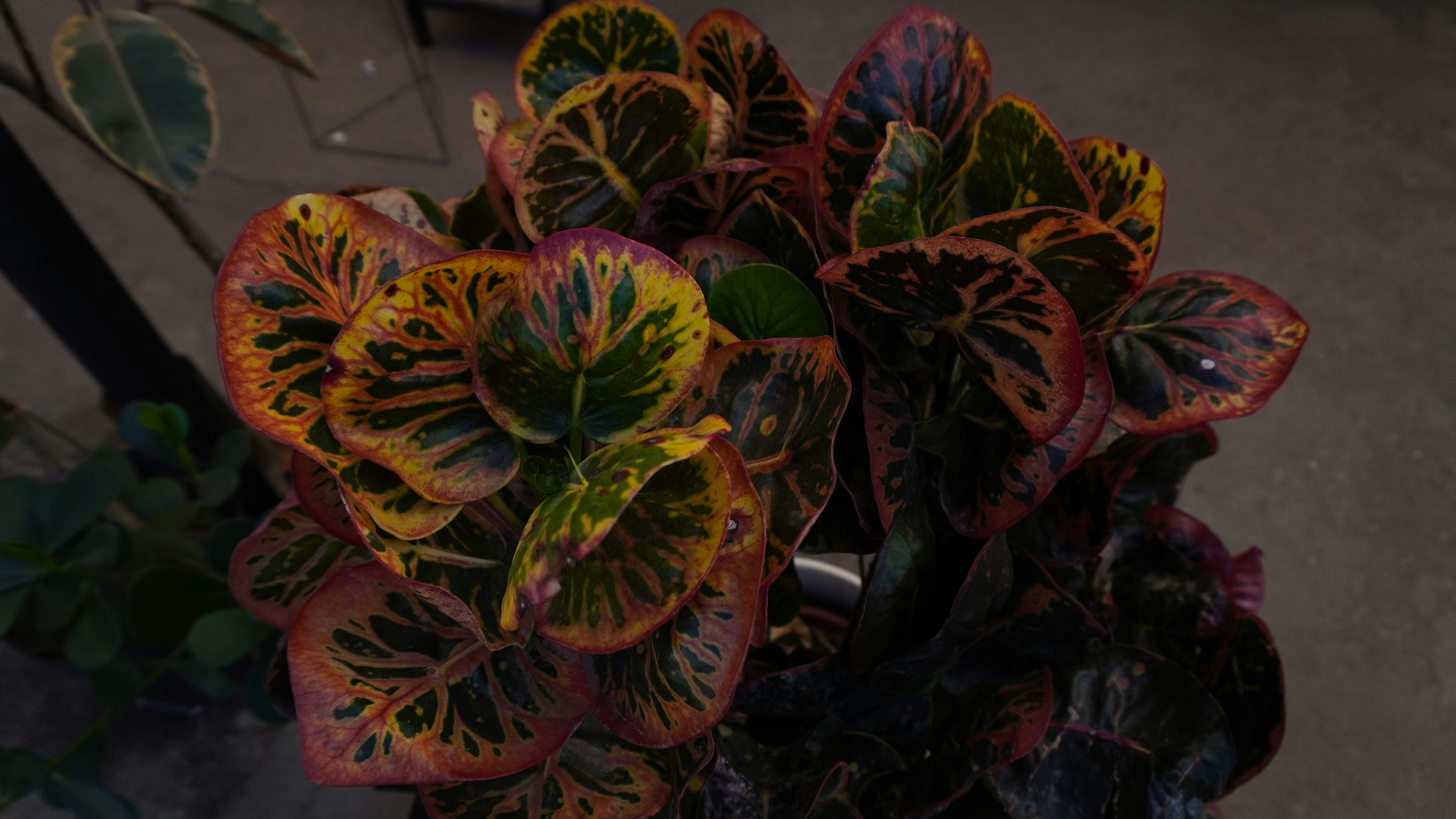 Vibrant Calico Foliage: A Close-Up of Colorful Leaves