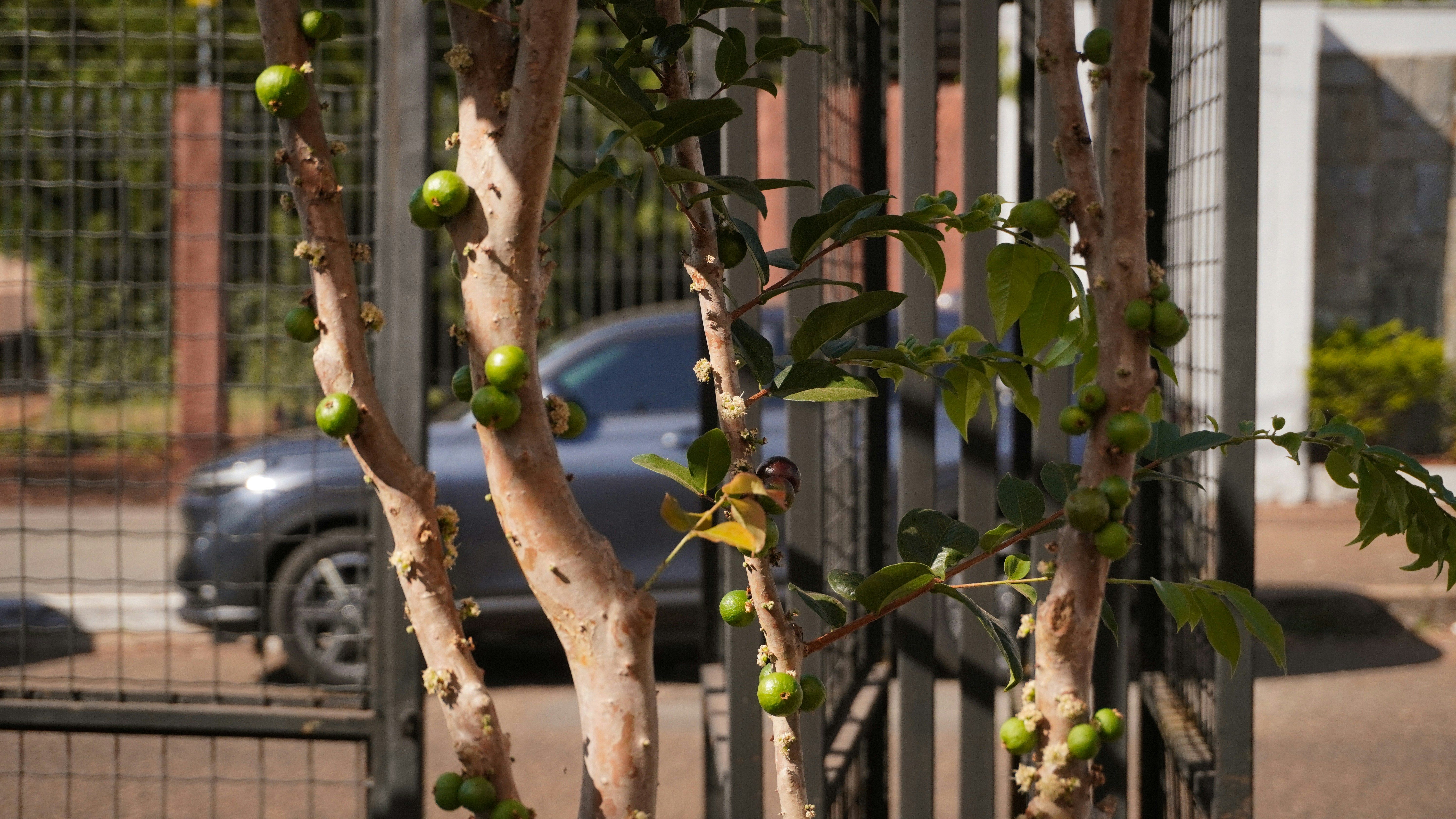 Figurative Calm: A Tree with Green Rounds Framed by Urban Fence