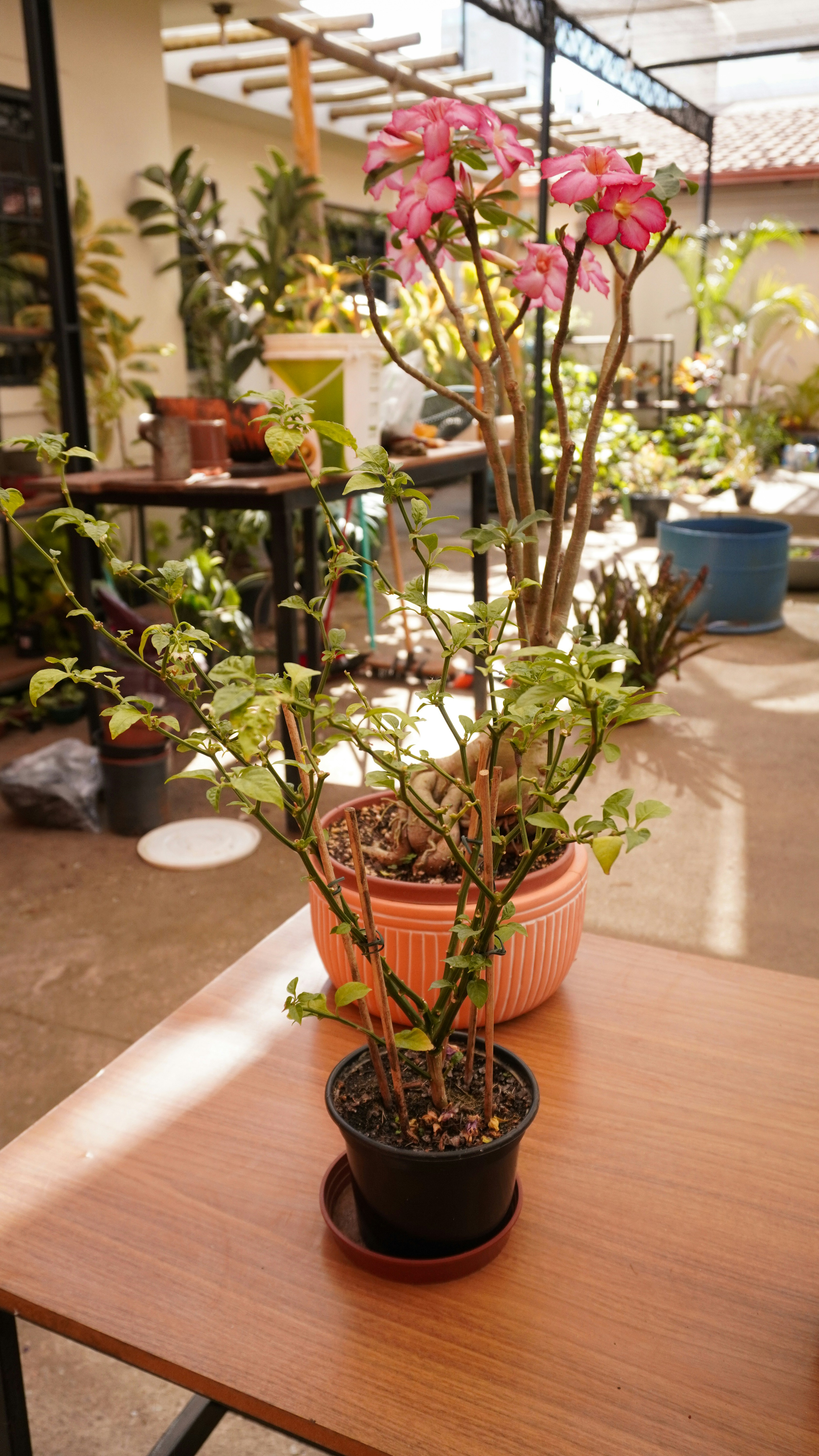 Aromatic Potted Bloom Reaches for Sunlight in a Bright Conservatory
