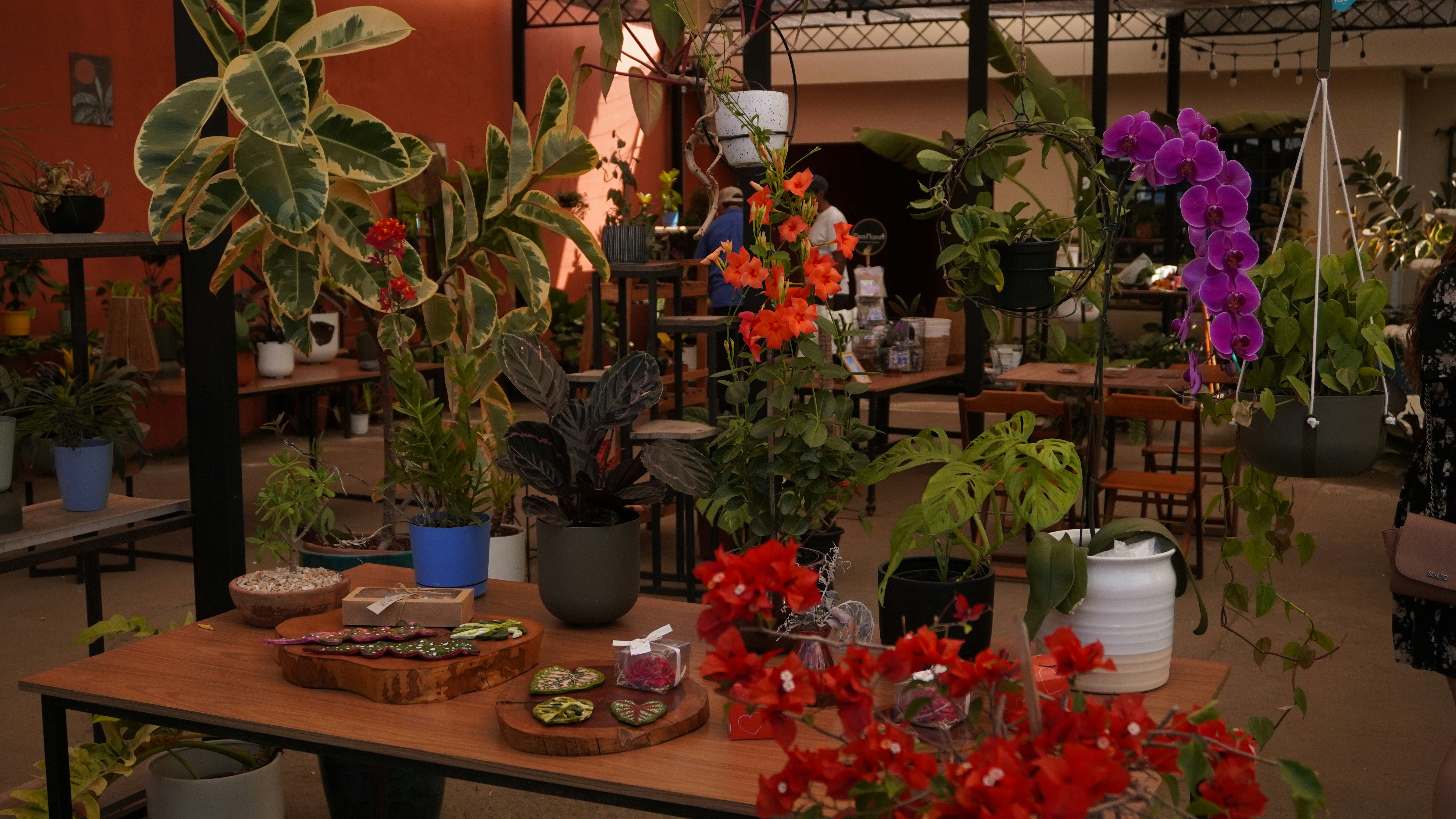 Orchid Corner: A Burst of Color Amidst Pottery and Foliage