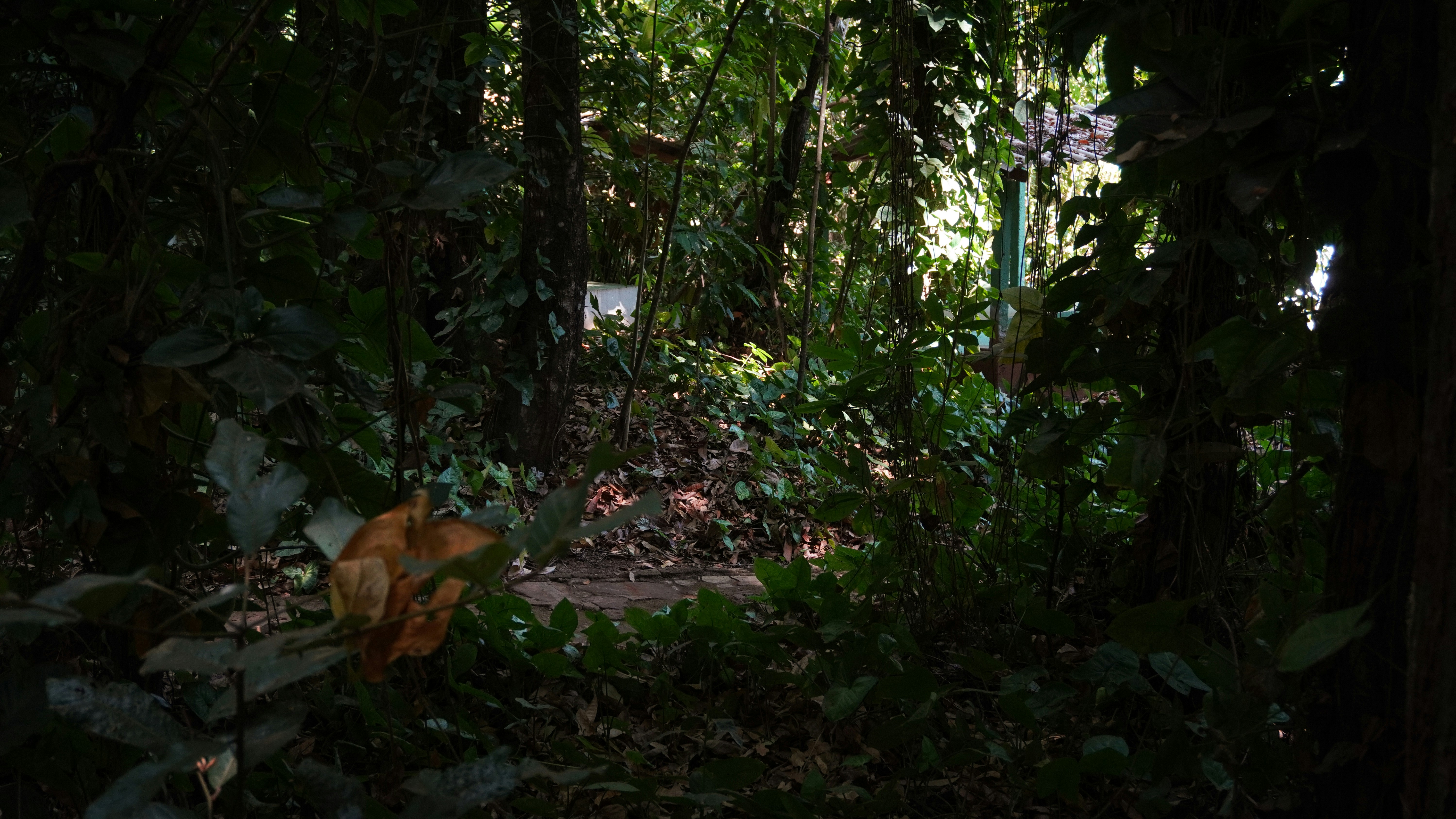 Hidden Pathway Through a Dawn-lit Urban Thicket