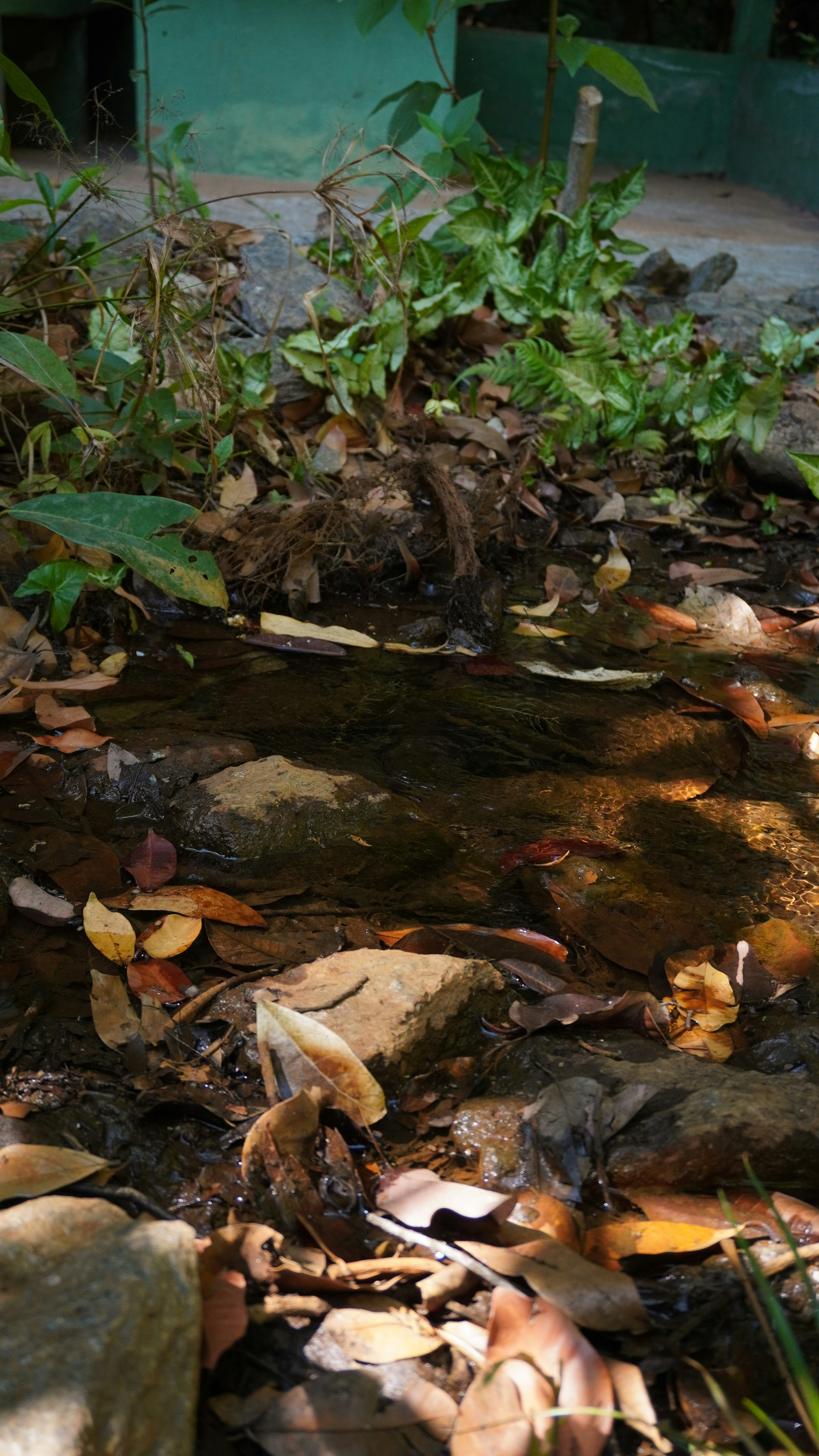 Quiet Creek Edge: Leaves, Moss, and Stones by Dappled Light