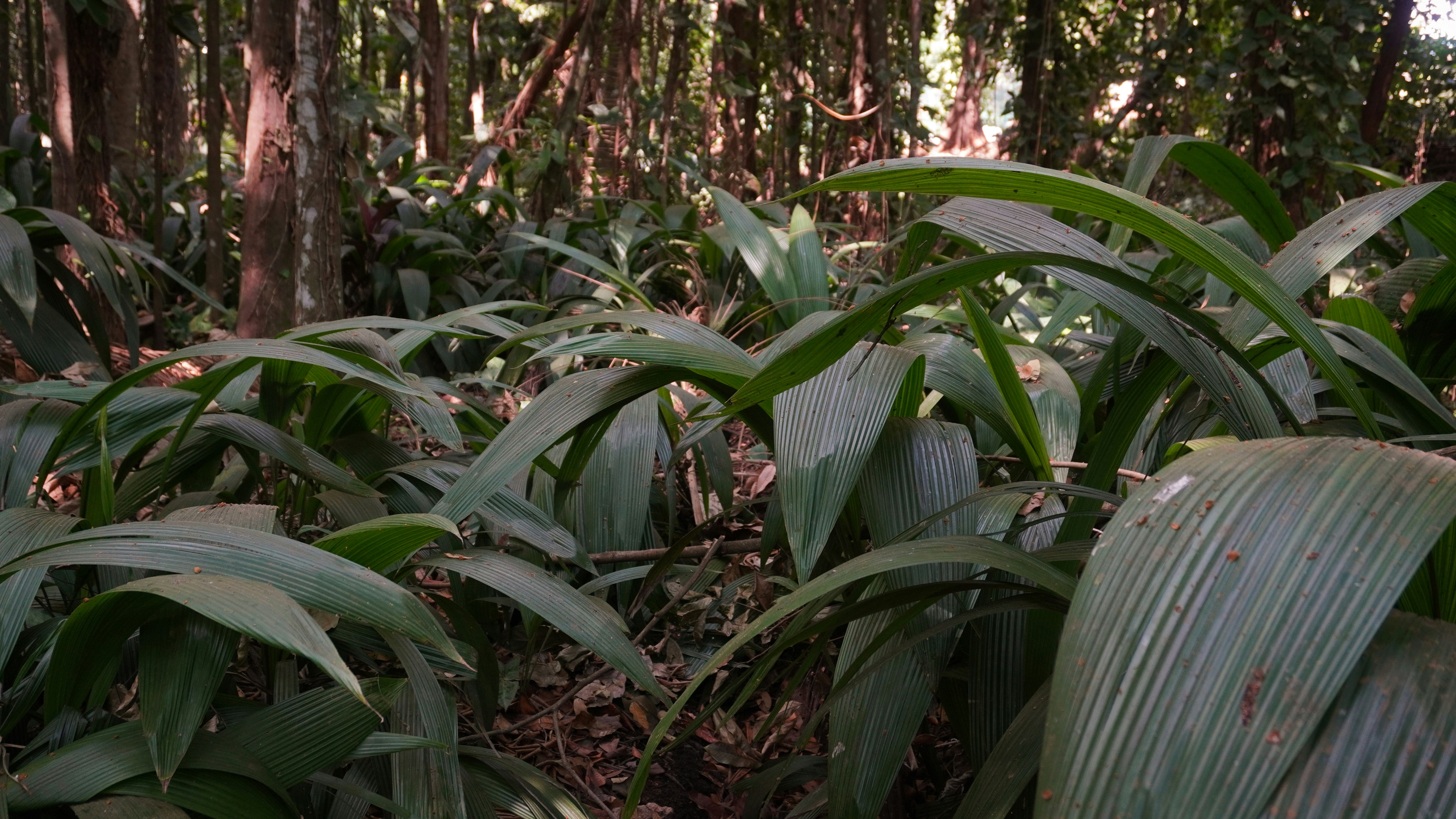 Low-Leaf Corridor: A Quiet Tangle of Broad-Lobed Green