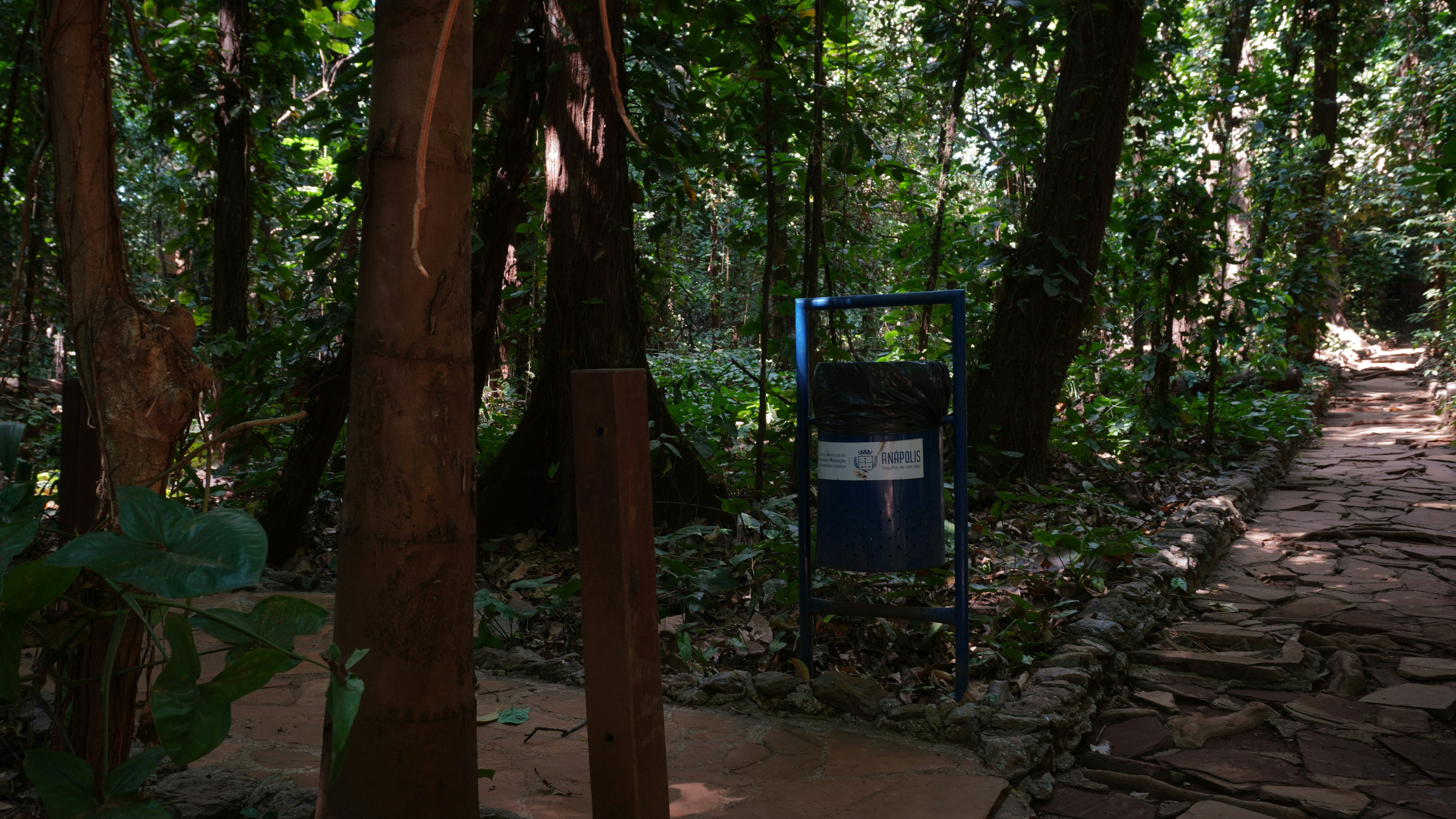 Path Through the Quiet Green Corridor