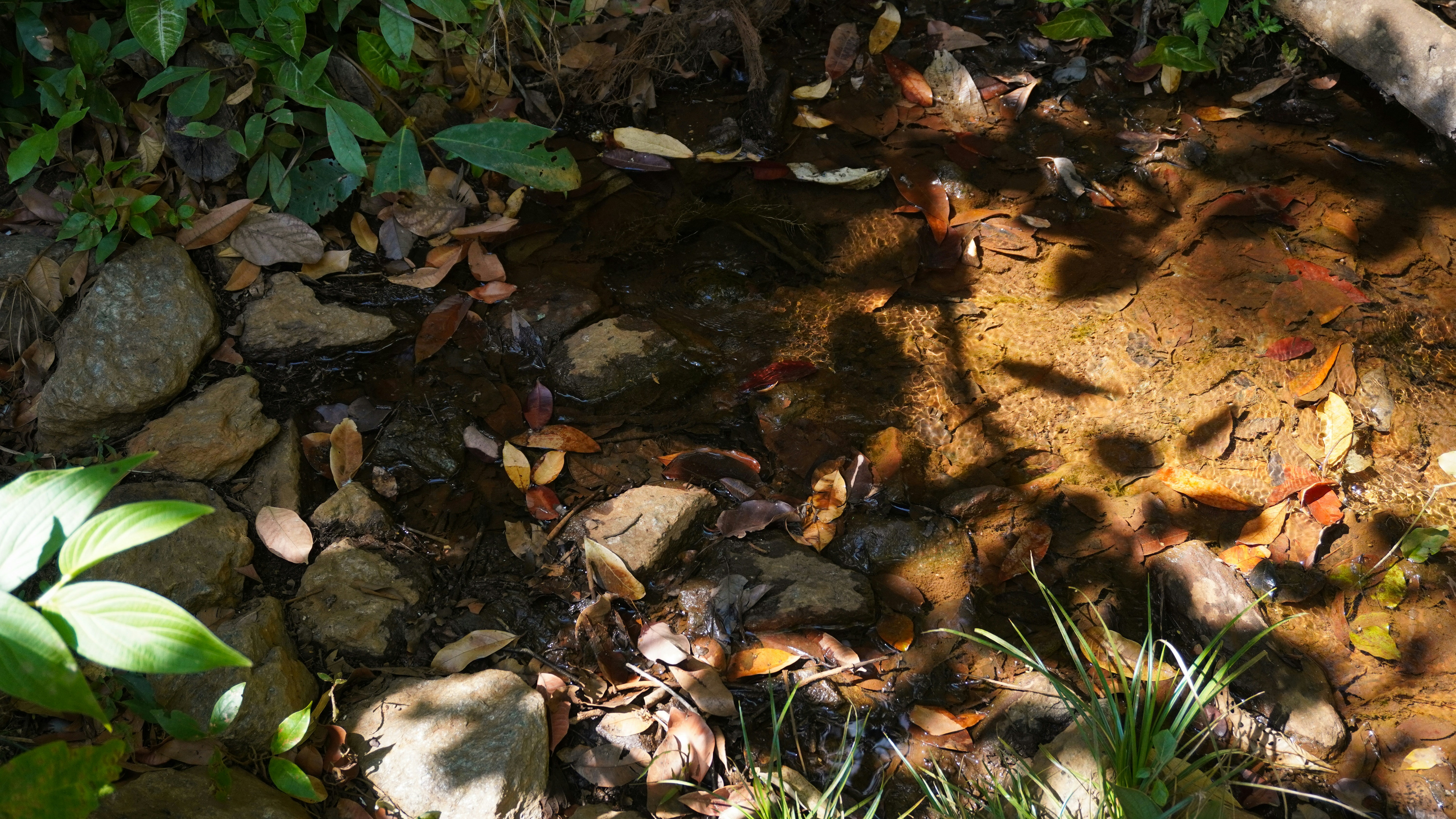 Sunlit Stones and Leaf-Lilled Brook Bed