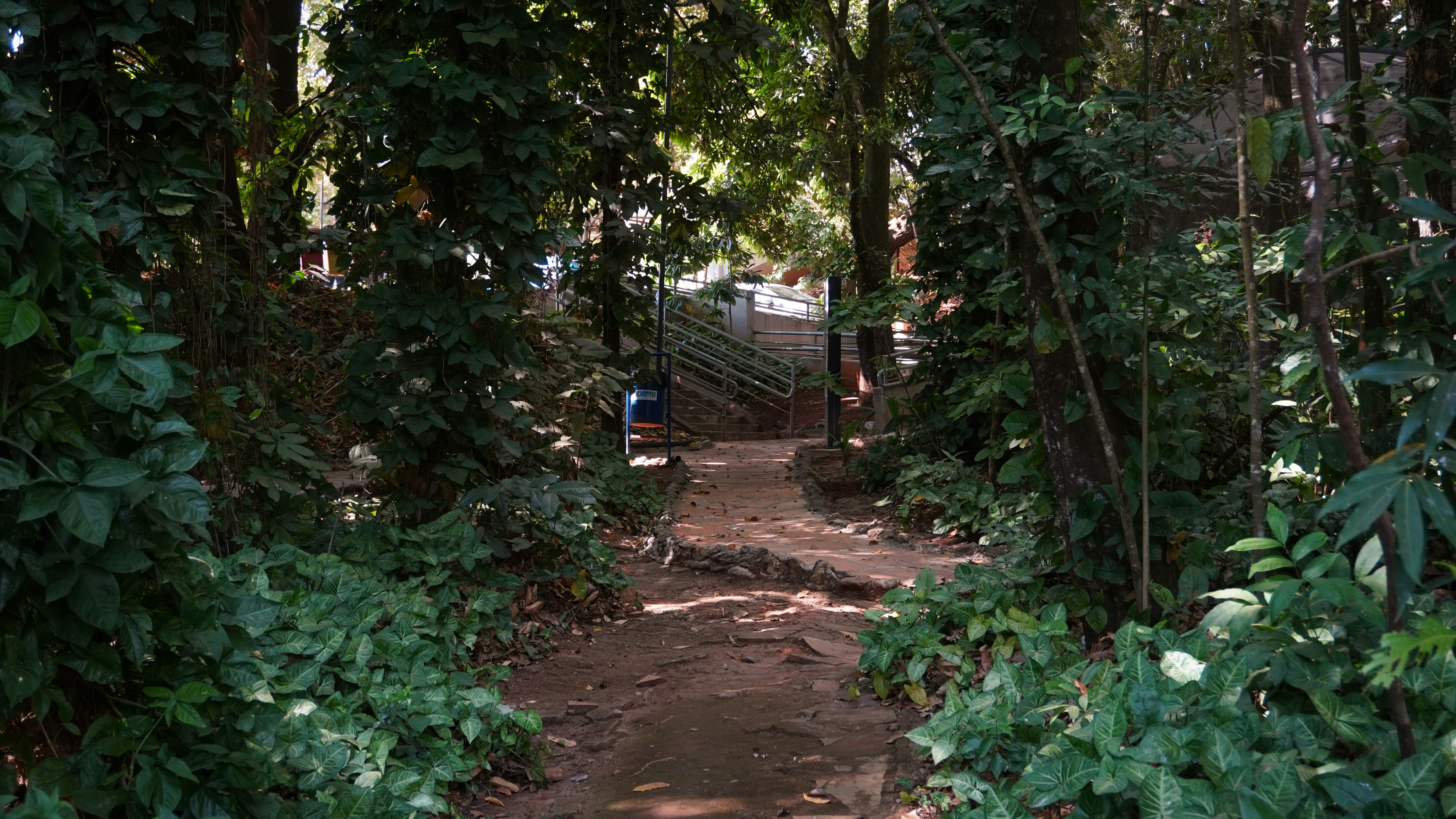 Forest Path toward a Staircase: Hidden Light at the End