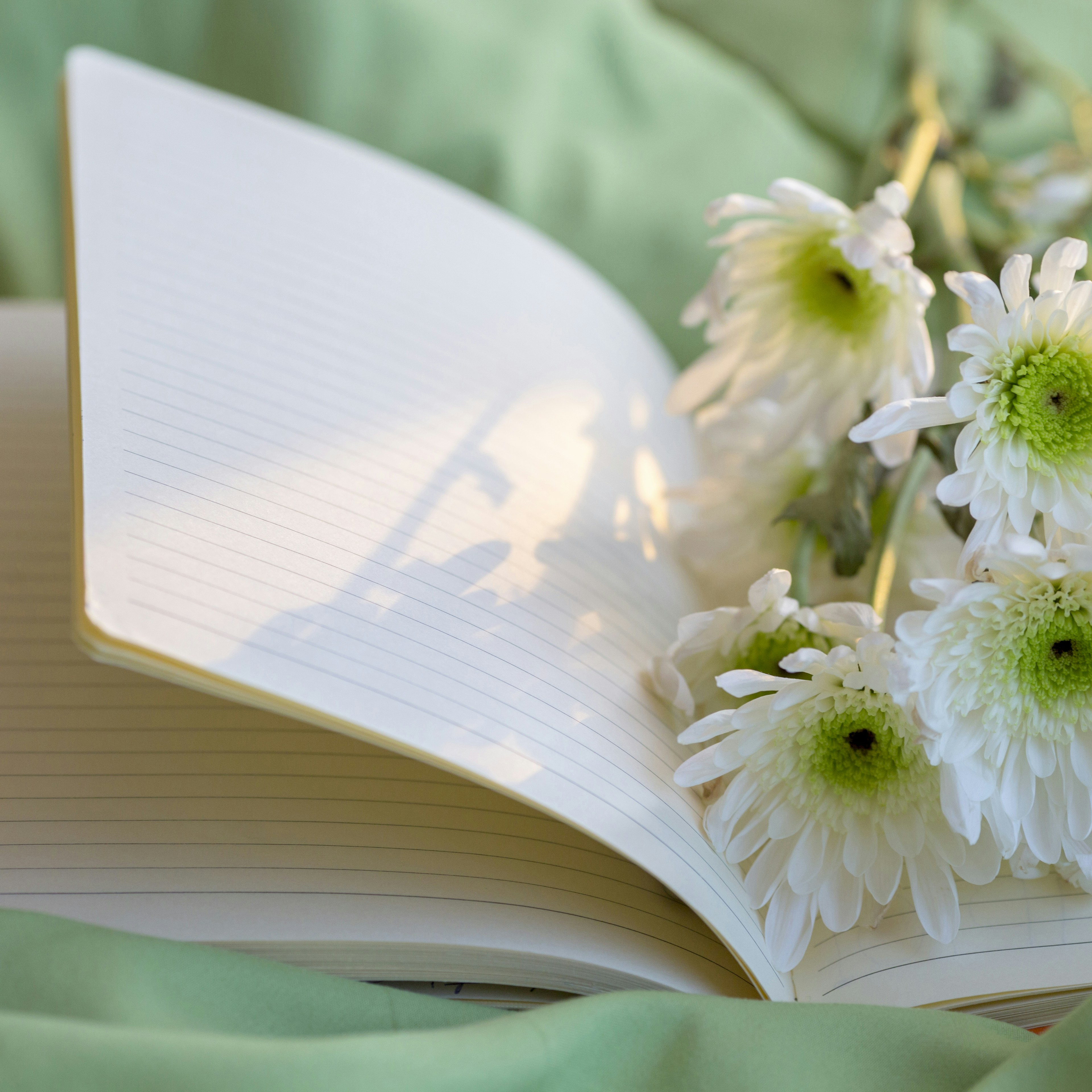 Open notebook with faint shadows and white chrysanthemums resting beside the pages, creating a soft, serene study setup. A gentle green fabric forms the backdrop, framing the scene as a calm, tactile still life.