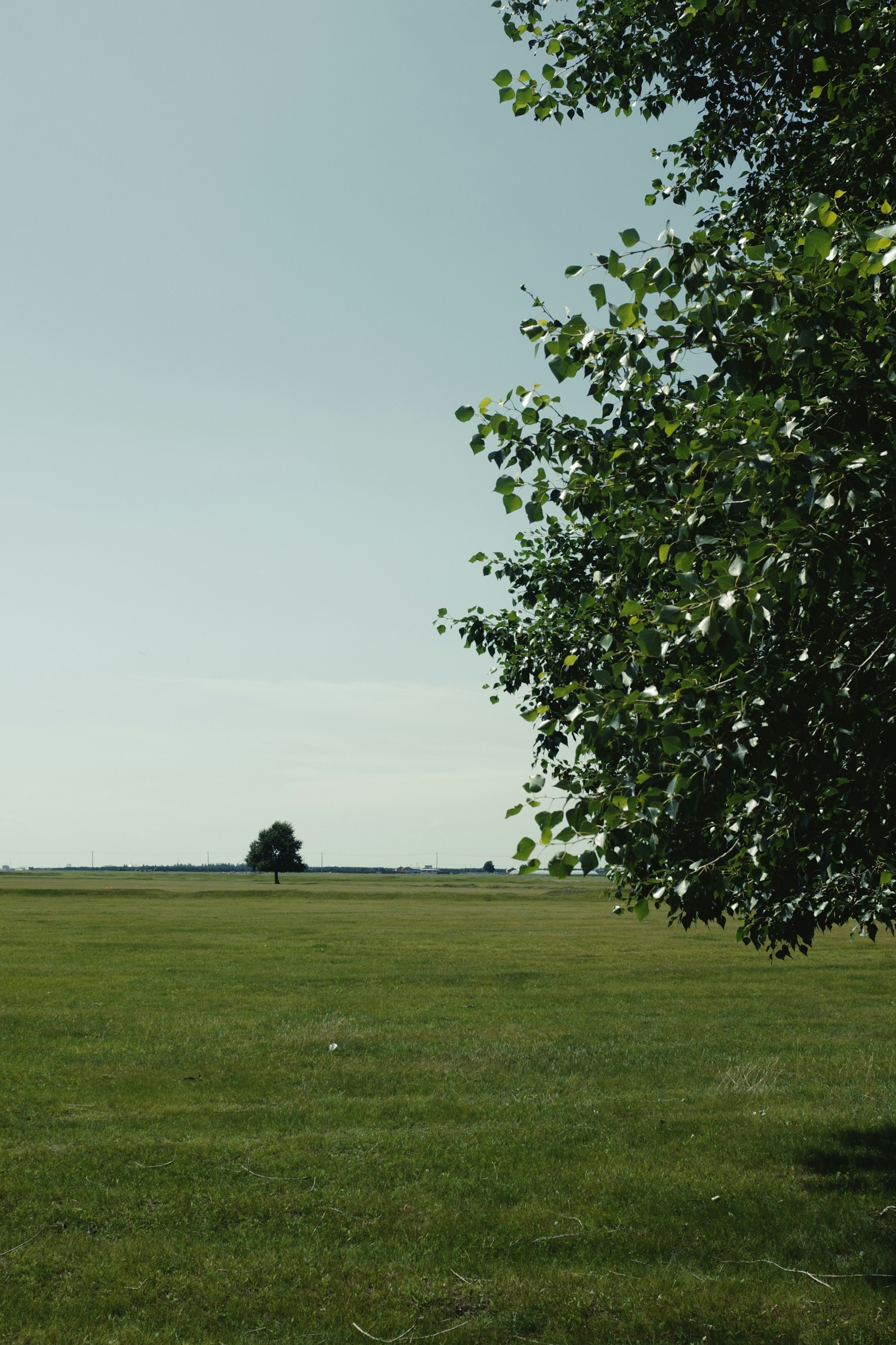 Edge of Shade: A Curved Canopy over Open Prairie