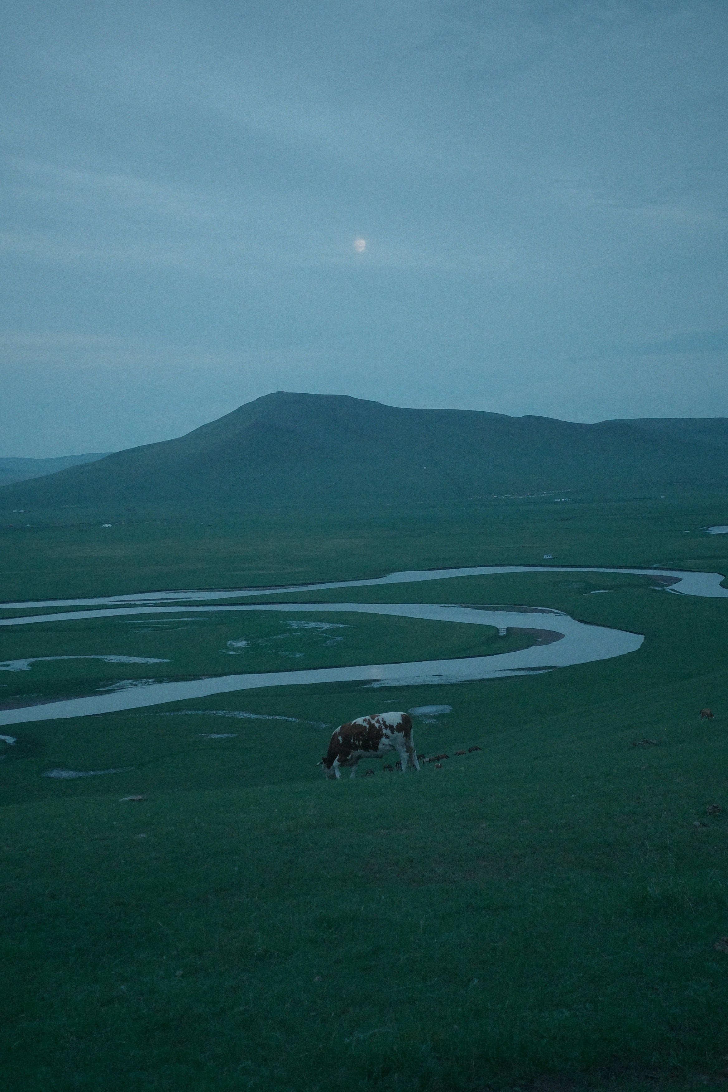 Cattle in the Meadow Under a Quiet Dusk Sky