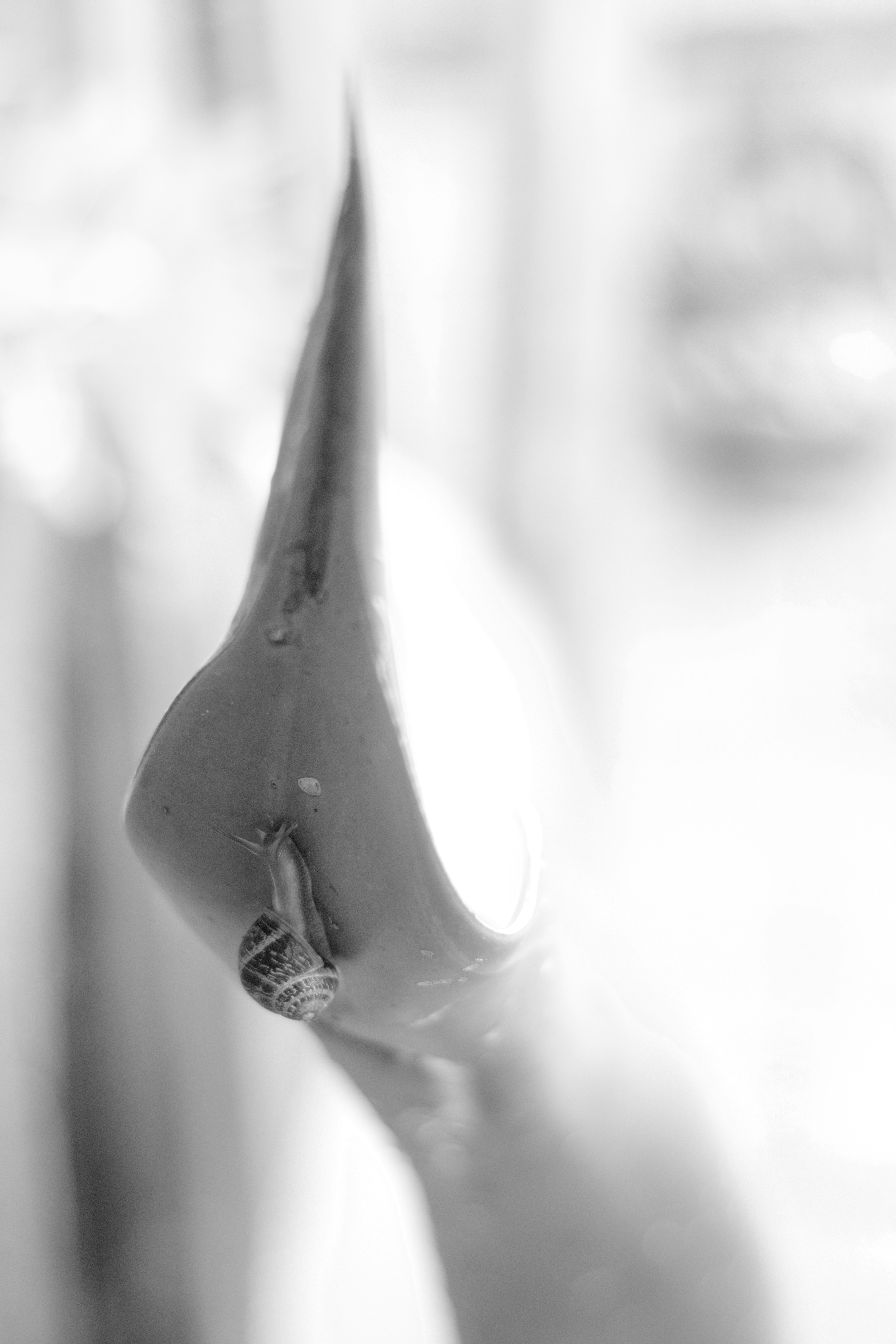 Narrow Focus: A Single, Curved Spike in Soft Backlight