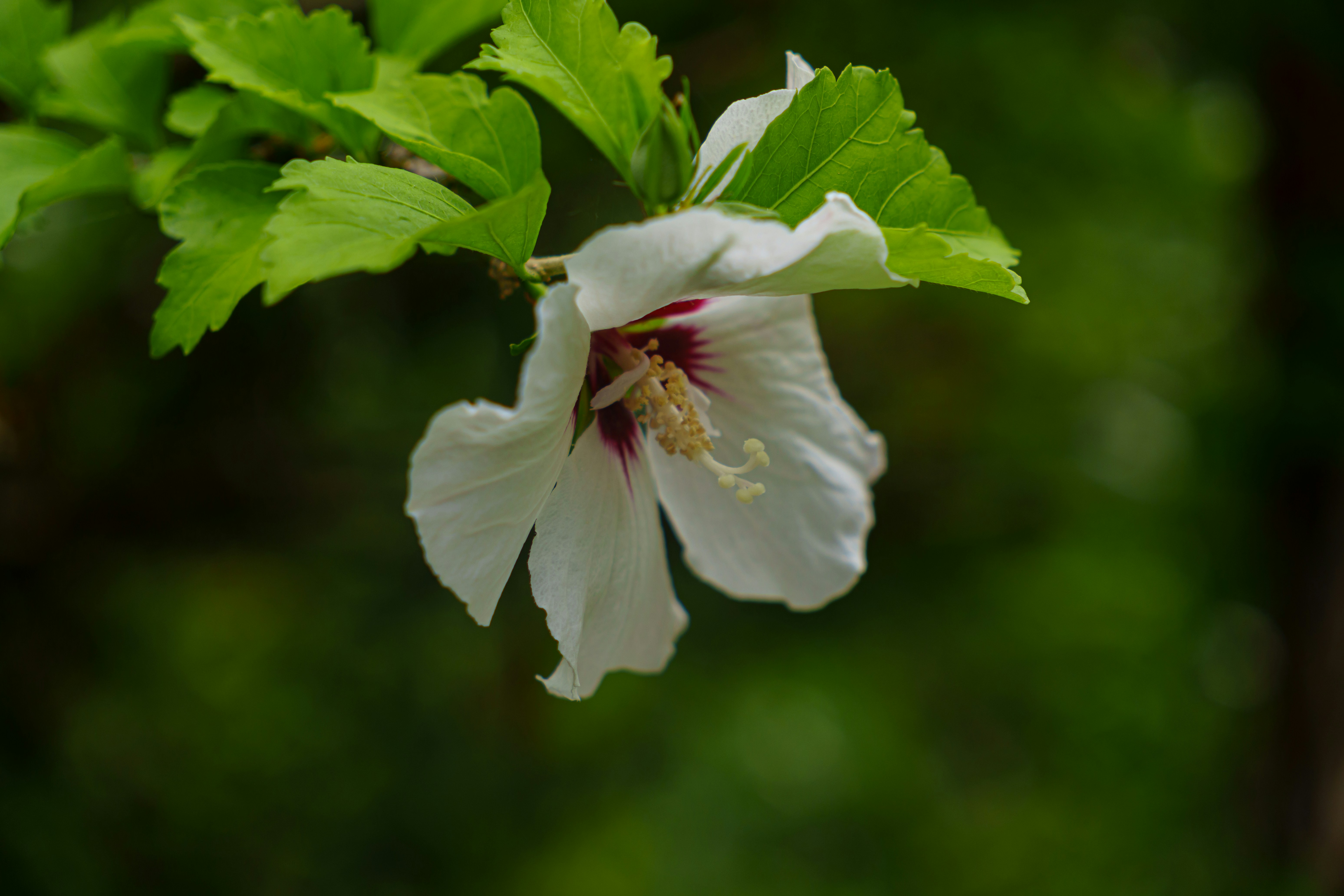 White hibiscus with delicate stamen against a blurred green backdrop