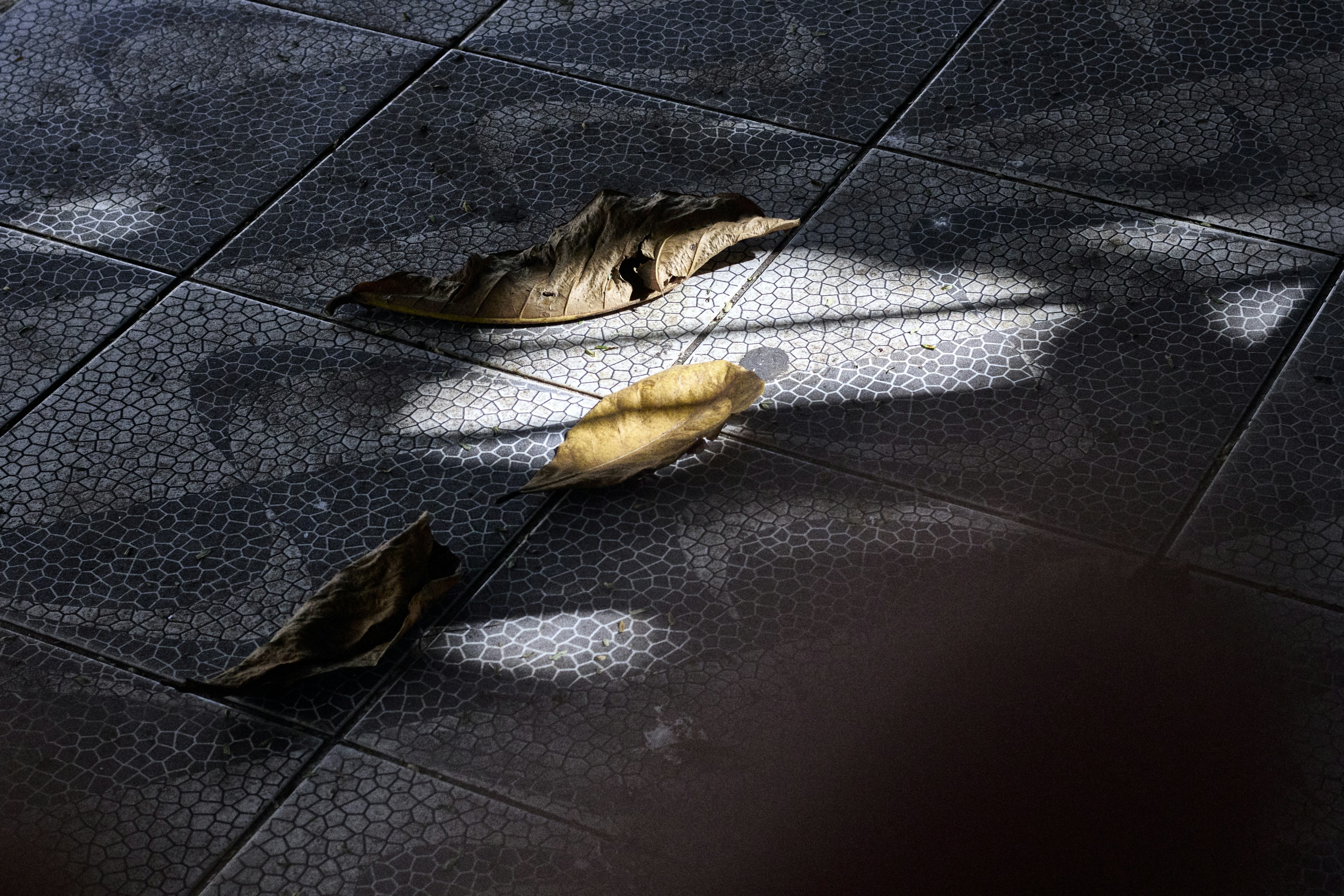 Leaf Echoes on Quiet Tiles