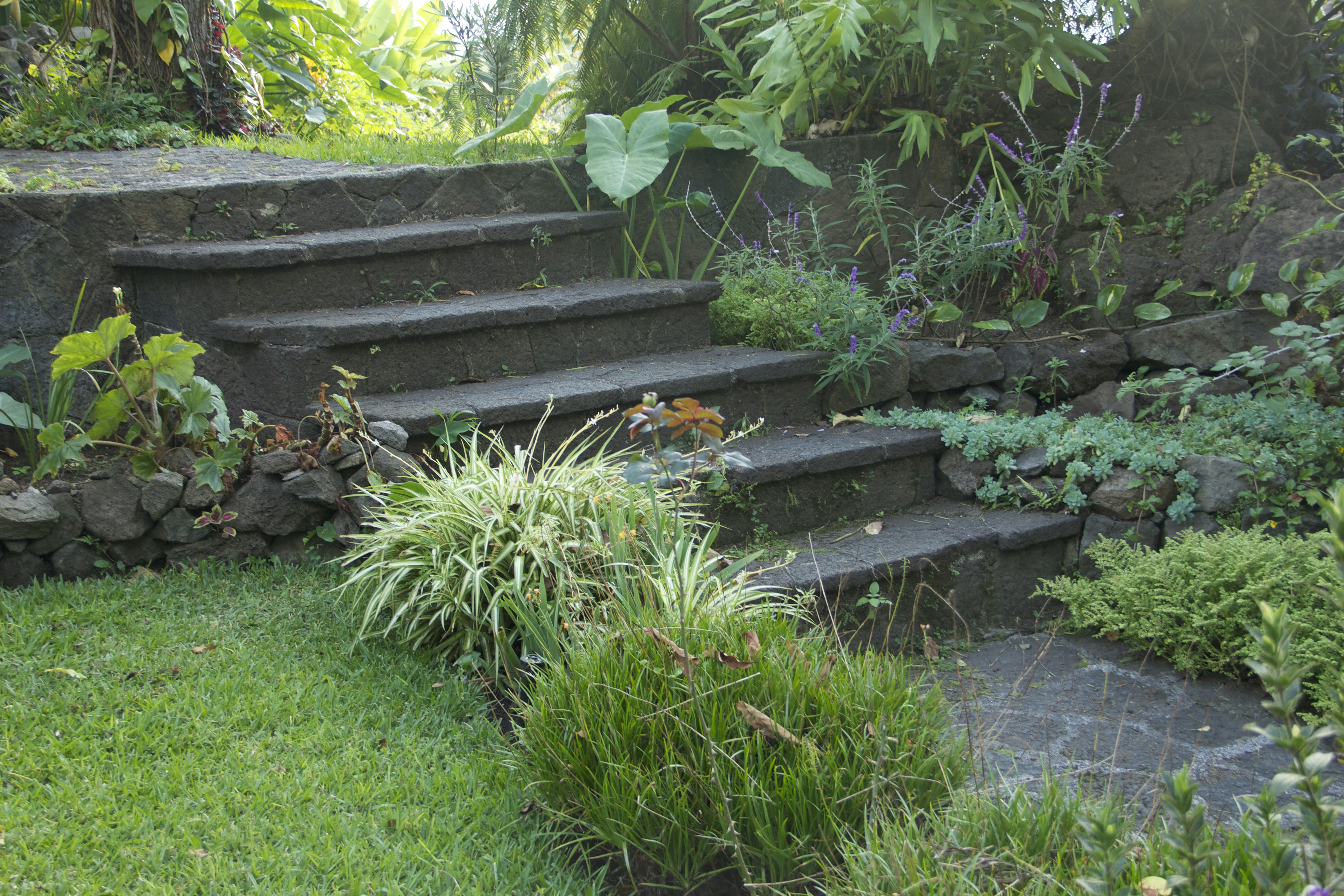 Garden Terrace Steps Framed by Lush Foliage