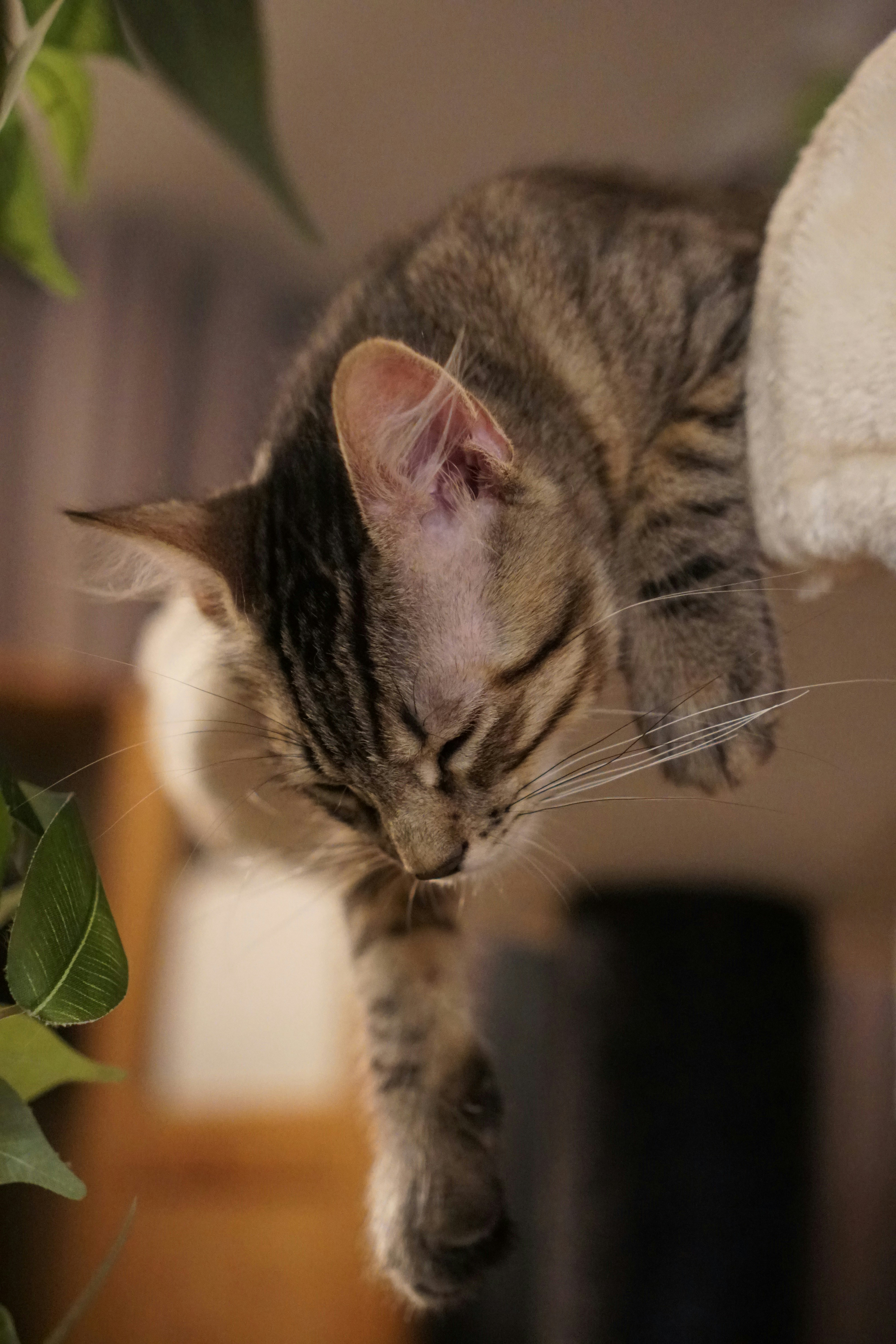 Curled Catnap: A Stray Glow Beneath the Hanging Shade