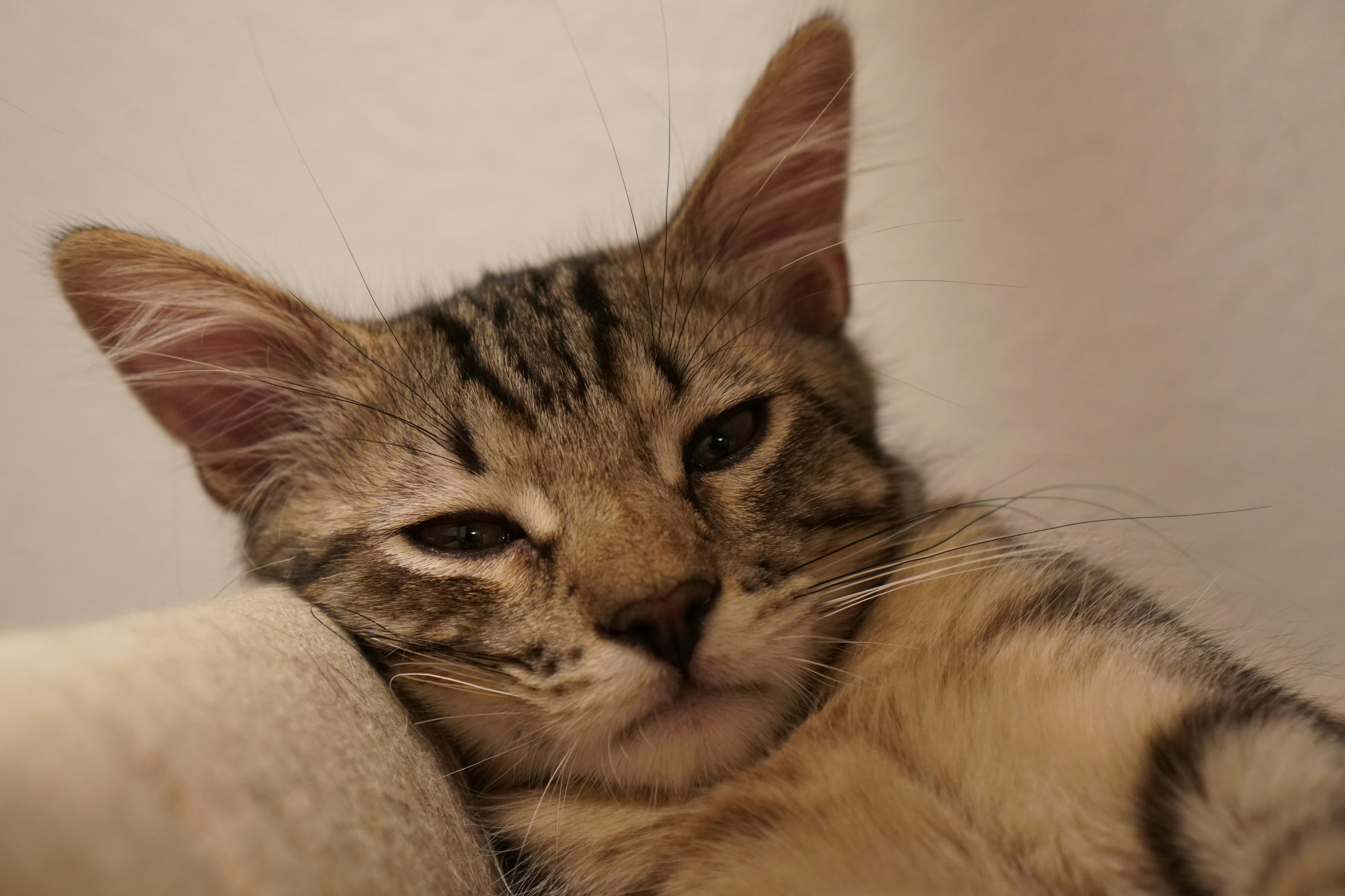 Soft close-up of a relaxed tabby cat resting on a light-colored surface, eyes half-closed and fur details visible.