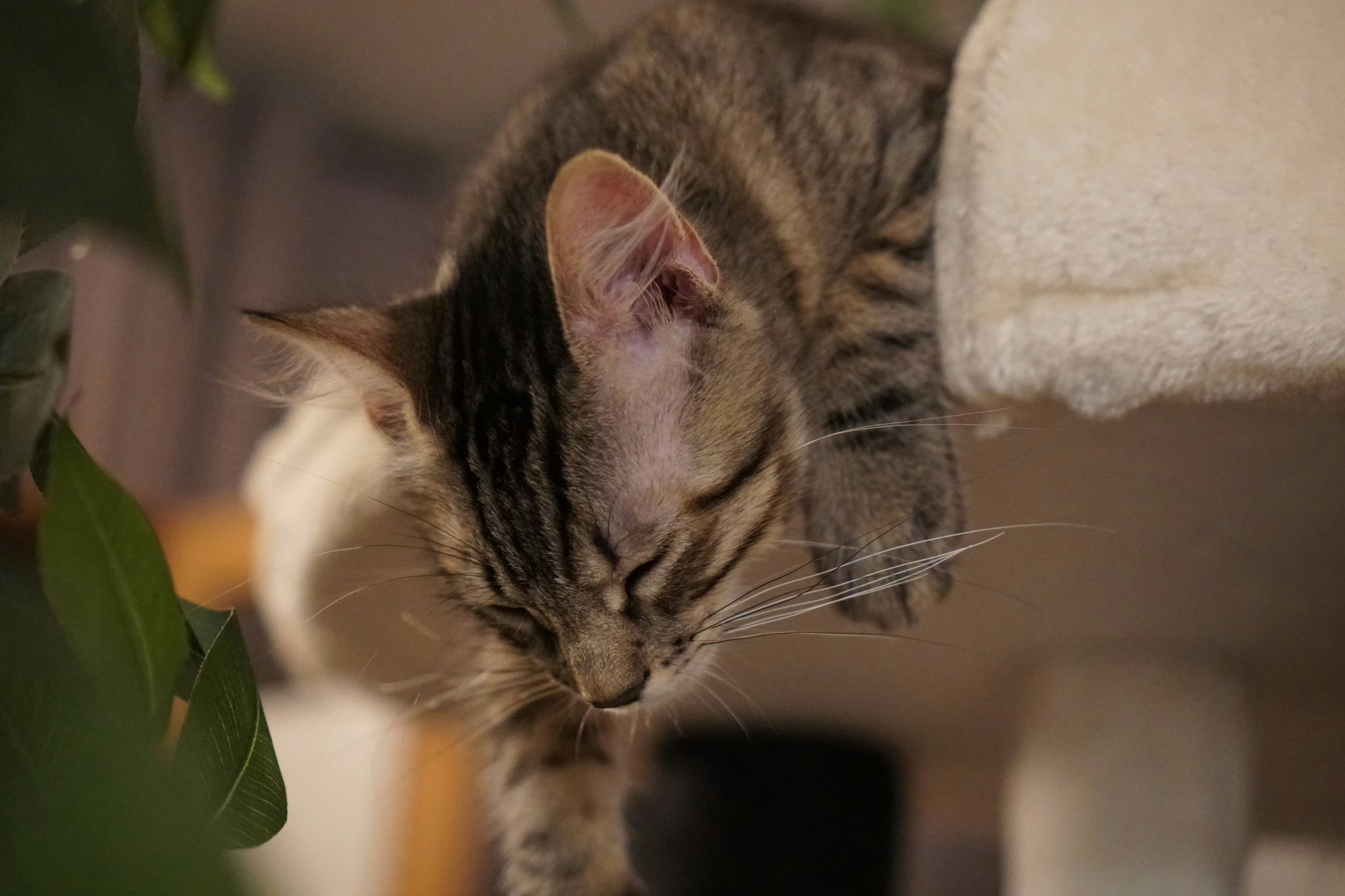 Soft-Eyed Pause: Cat Napping in a Sunlit Corner