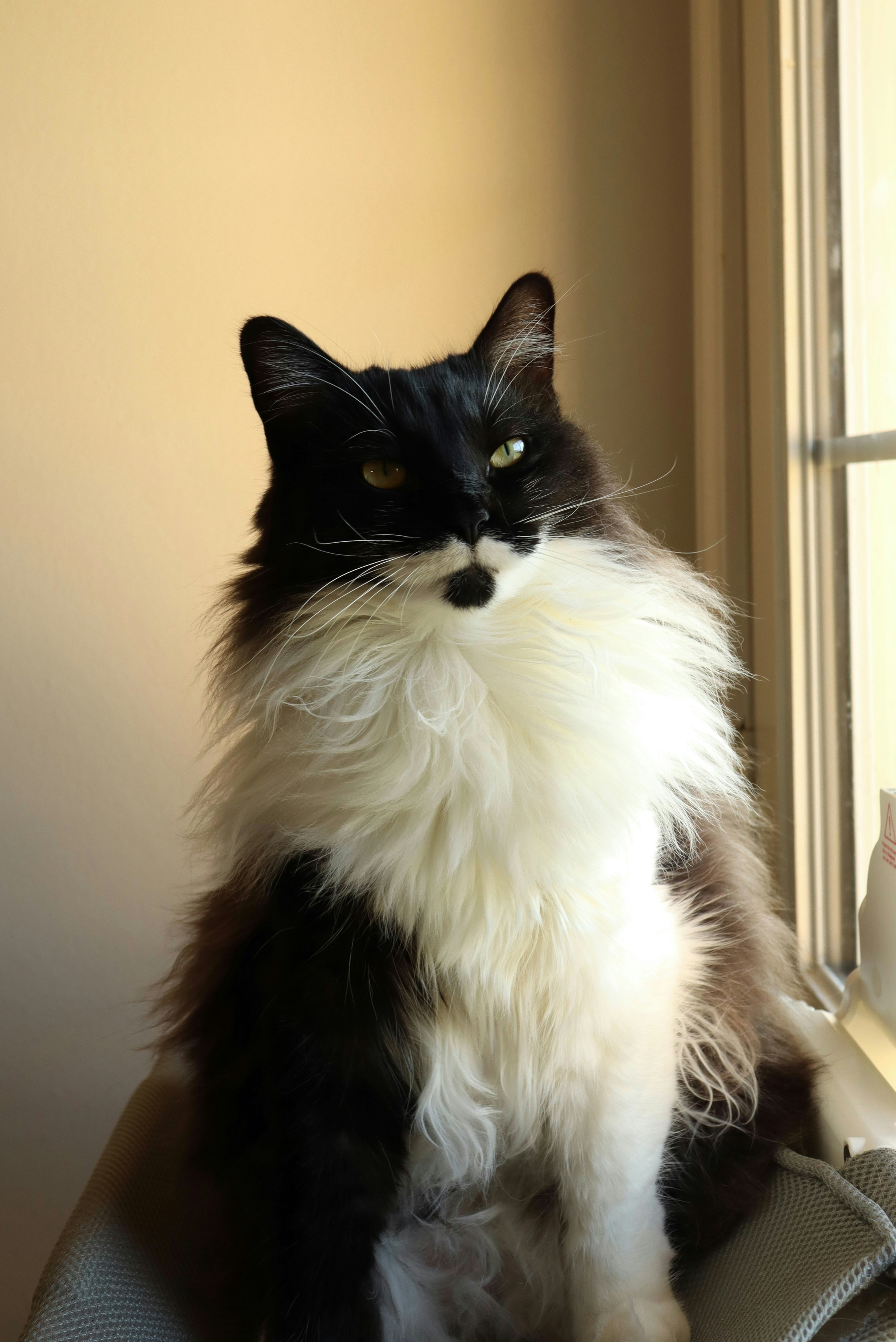 Monochrome Mane: A Fluffy Cat Amid Soft Windowlight
