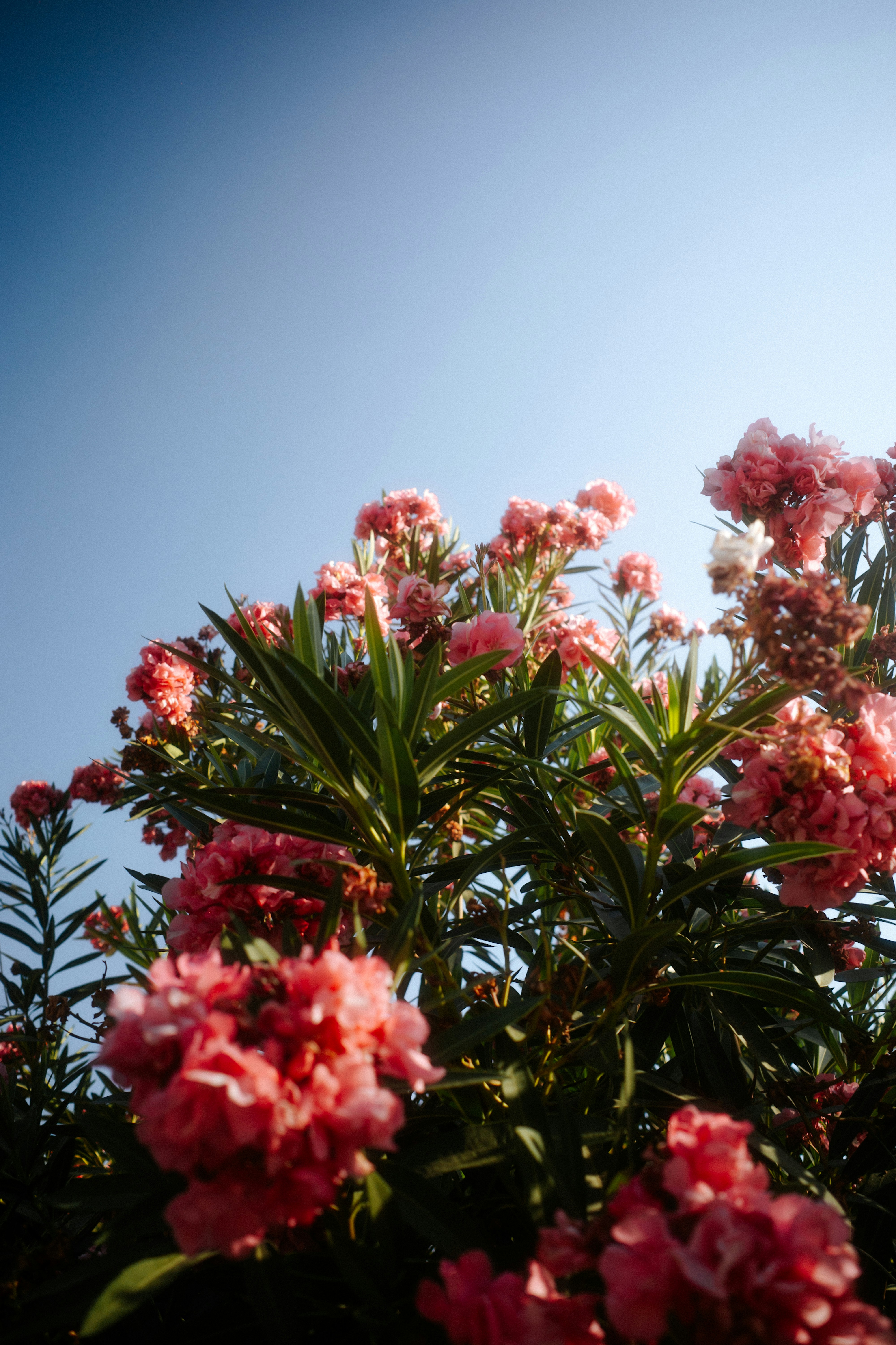 Bright pink oleander blossoms reach toward a pale blue sky, with lush green leaves filling the lower portion of the frame. A garden portrait emphasizing color and summer light.