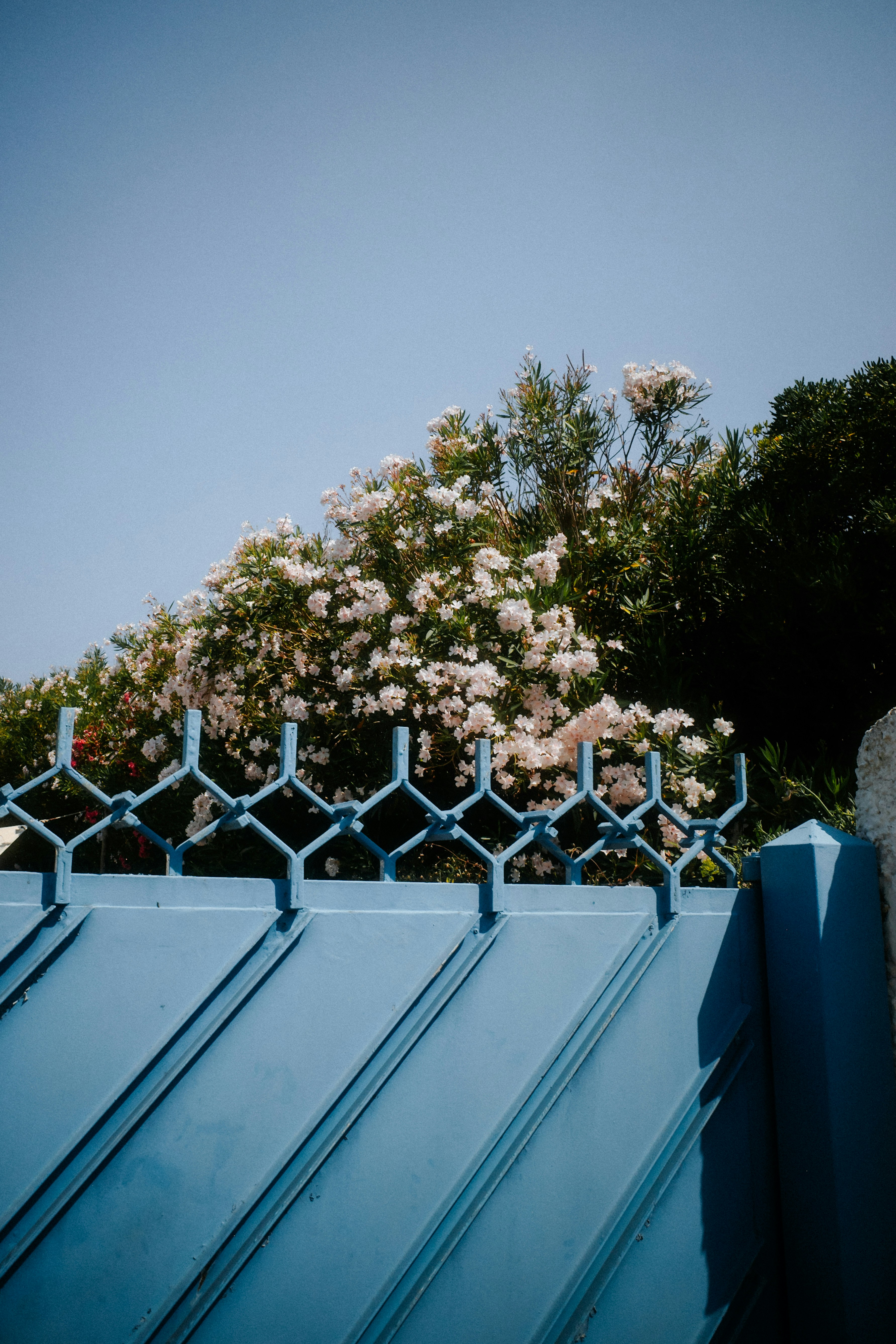 Blue Fence and White Blossoms Over a Geometric Gate