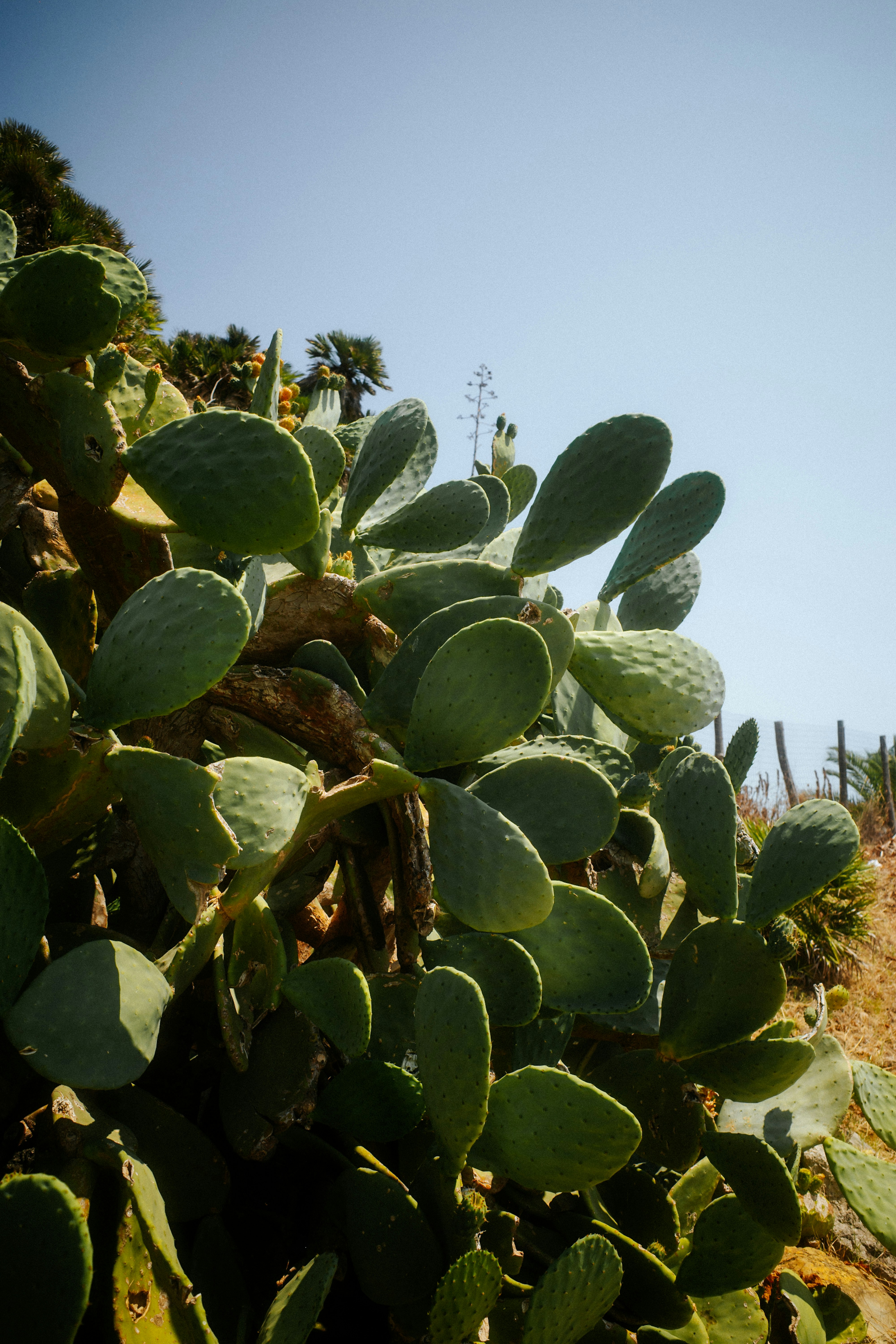 Sunlit Opuntia Caravan: A Sea of Opuntia Pads Under Clear Sky