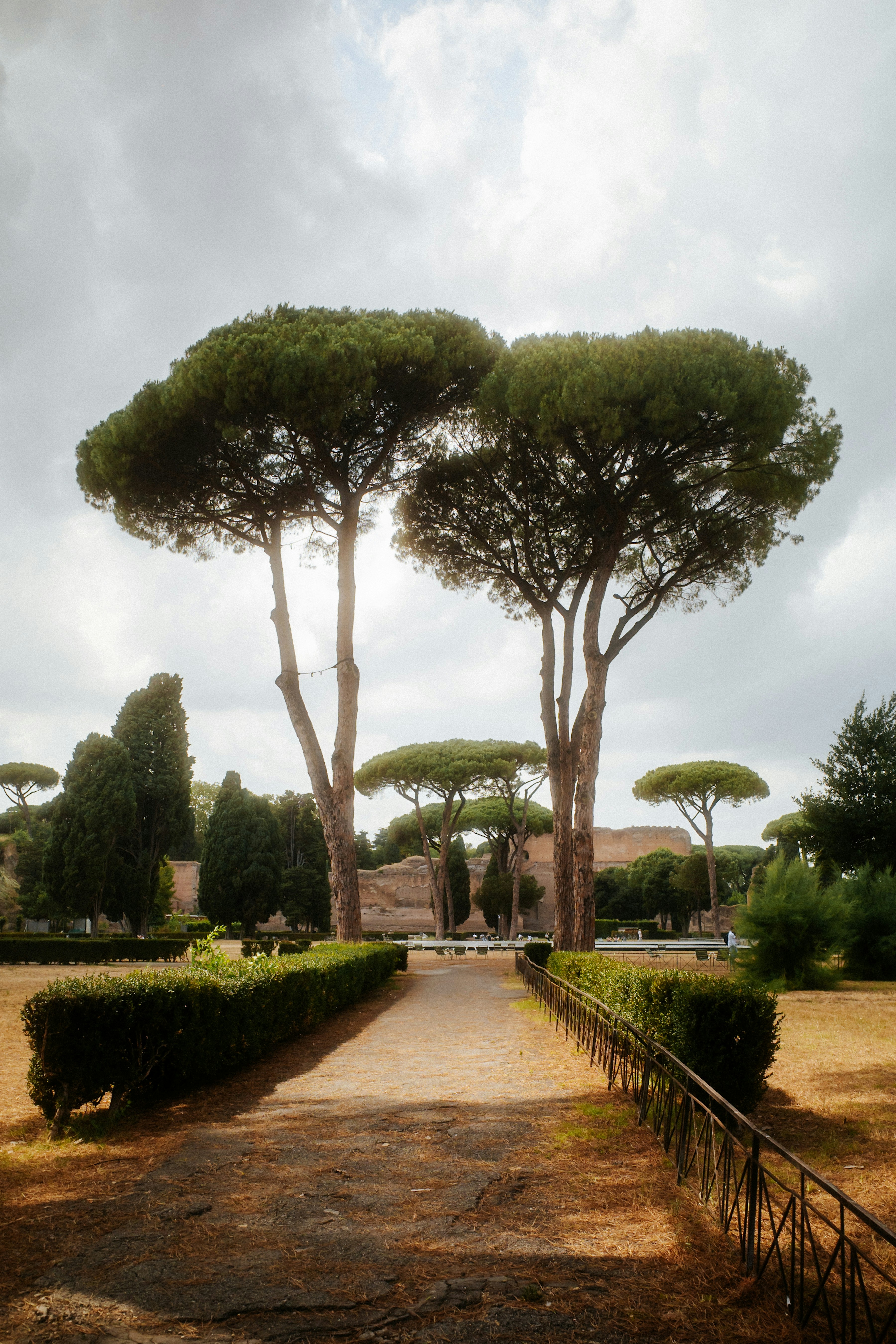 A Rome of Pines: A Quiet Path Bordered by Sculpted Umbrella Trees