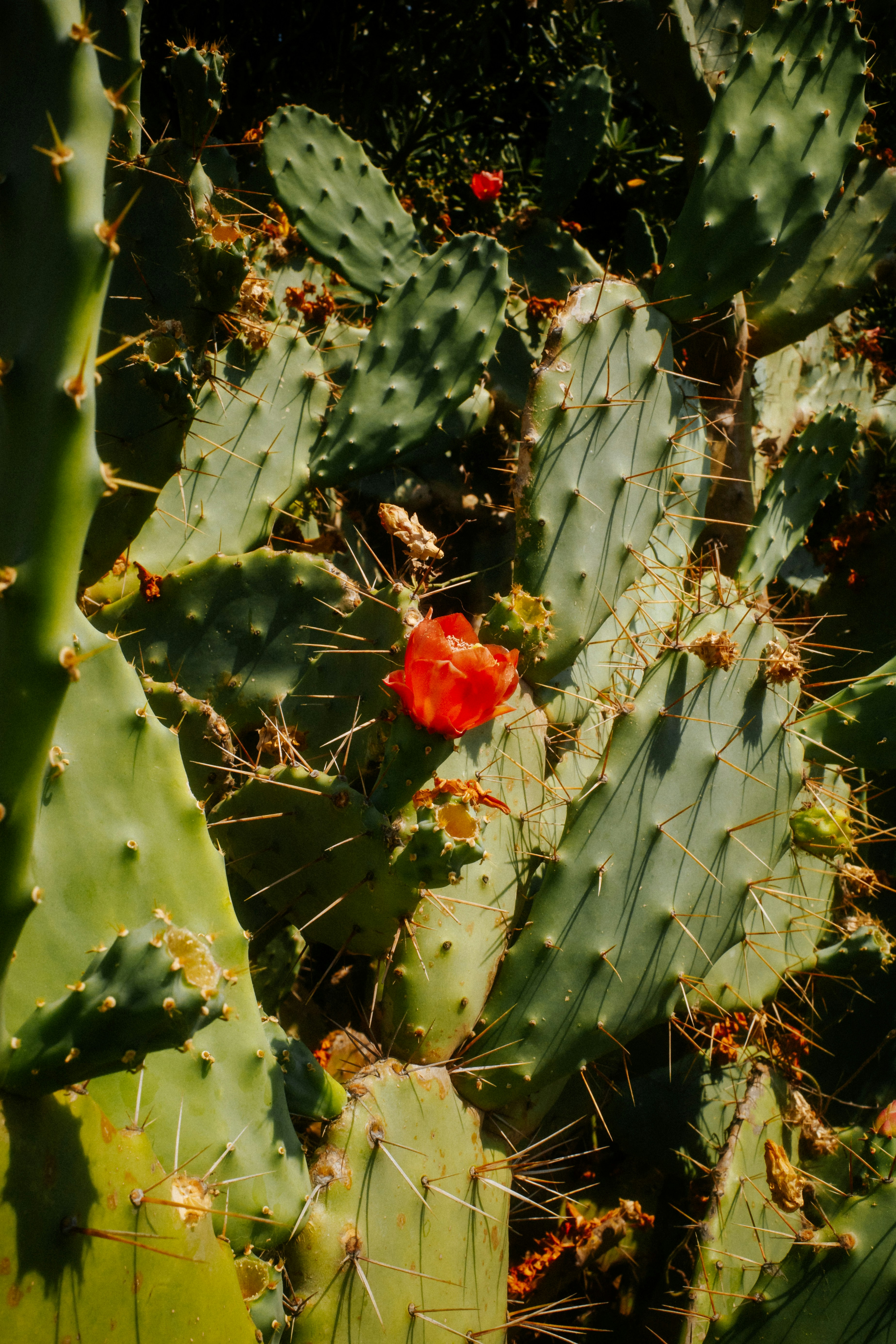 Scarlet Bloom Amid Thorned Sentinels: A Cactus Orange Blossom Glows