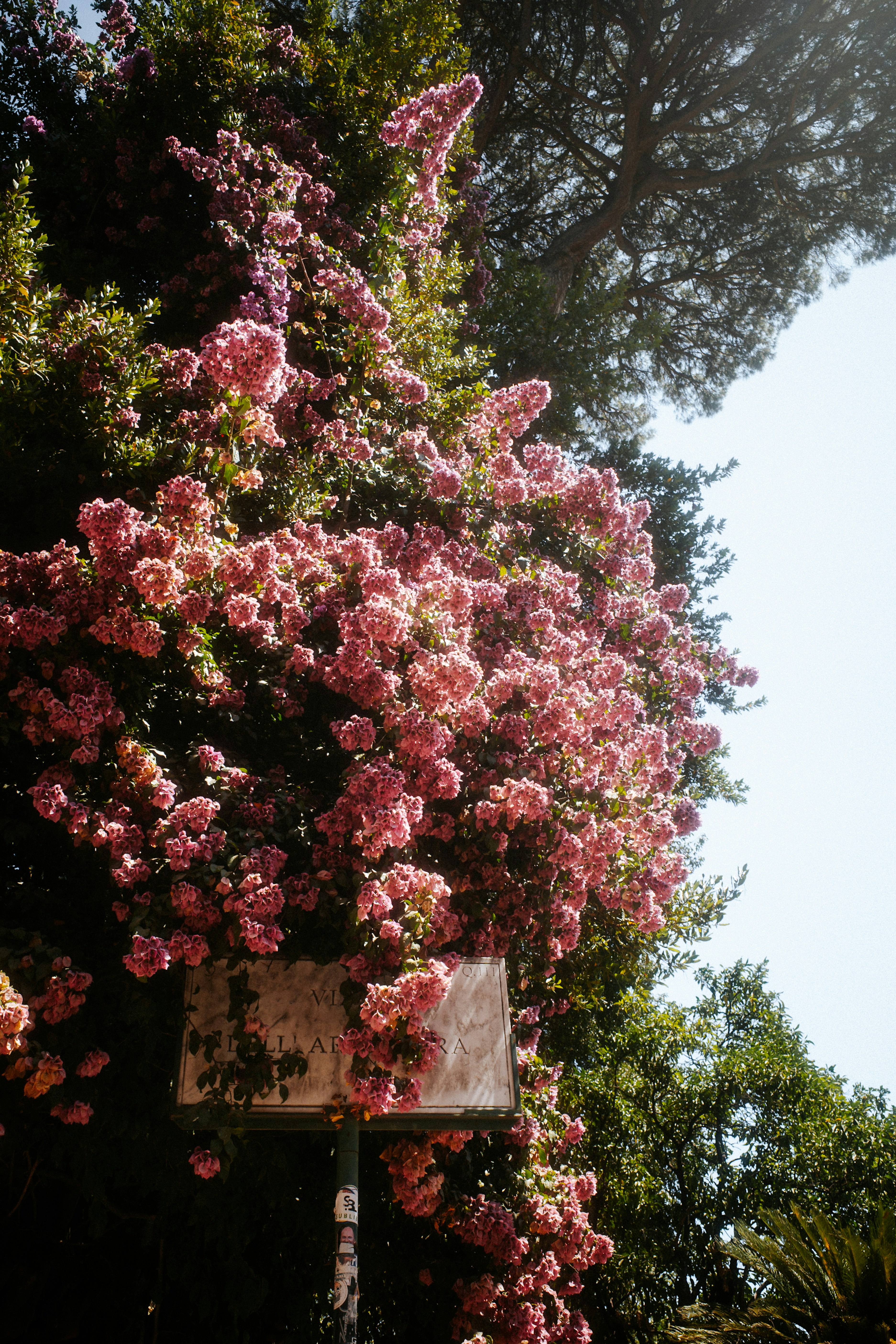 Pink Bougainvillea Cascade Over a Sunlit Sign