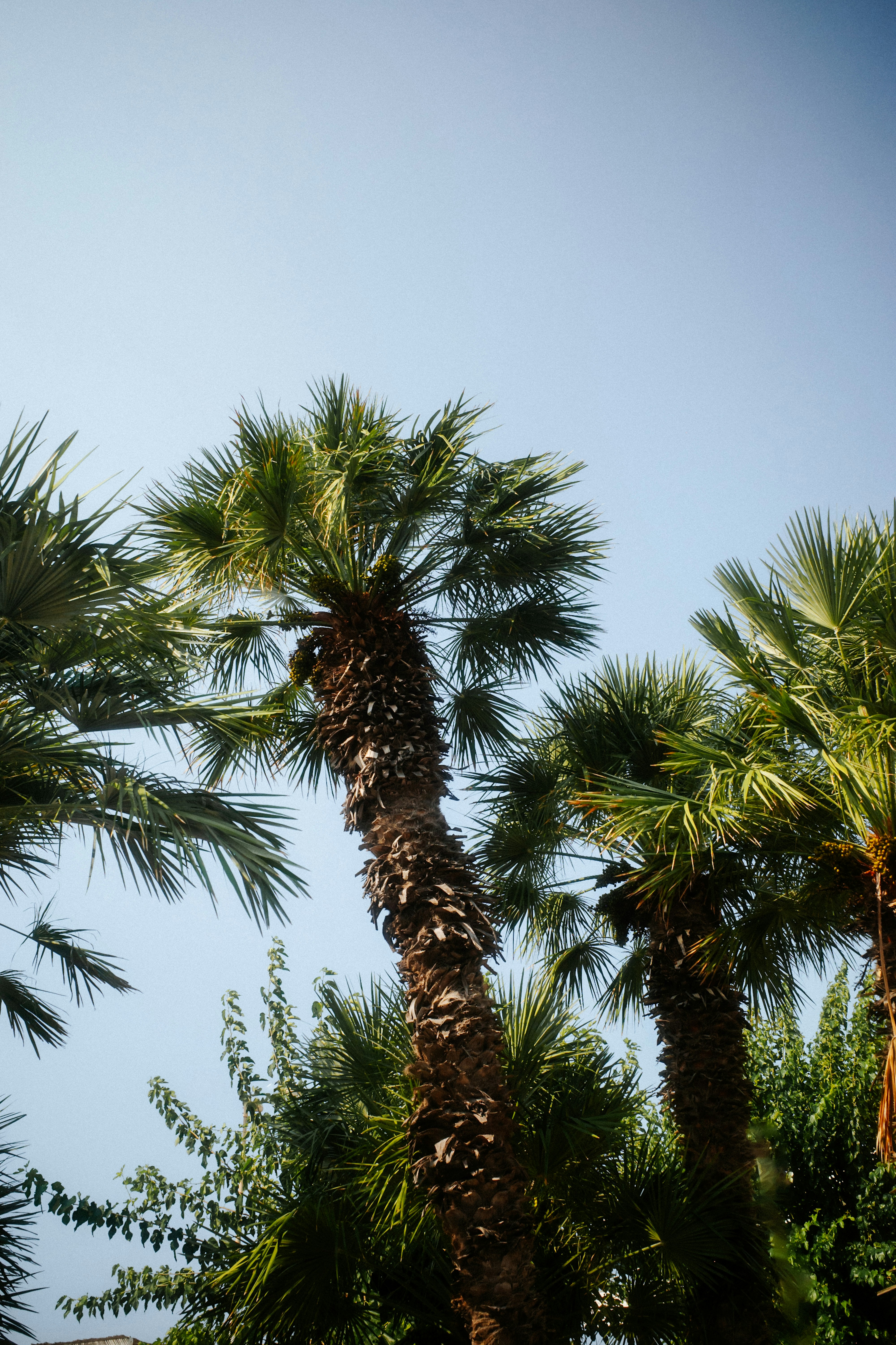 Palm Trunk Centerstage Under Clear Sky