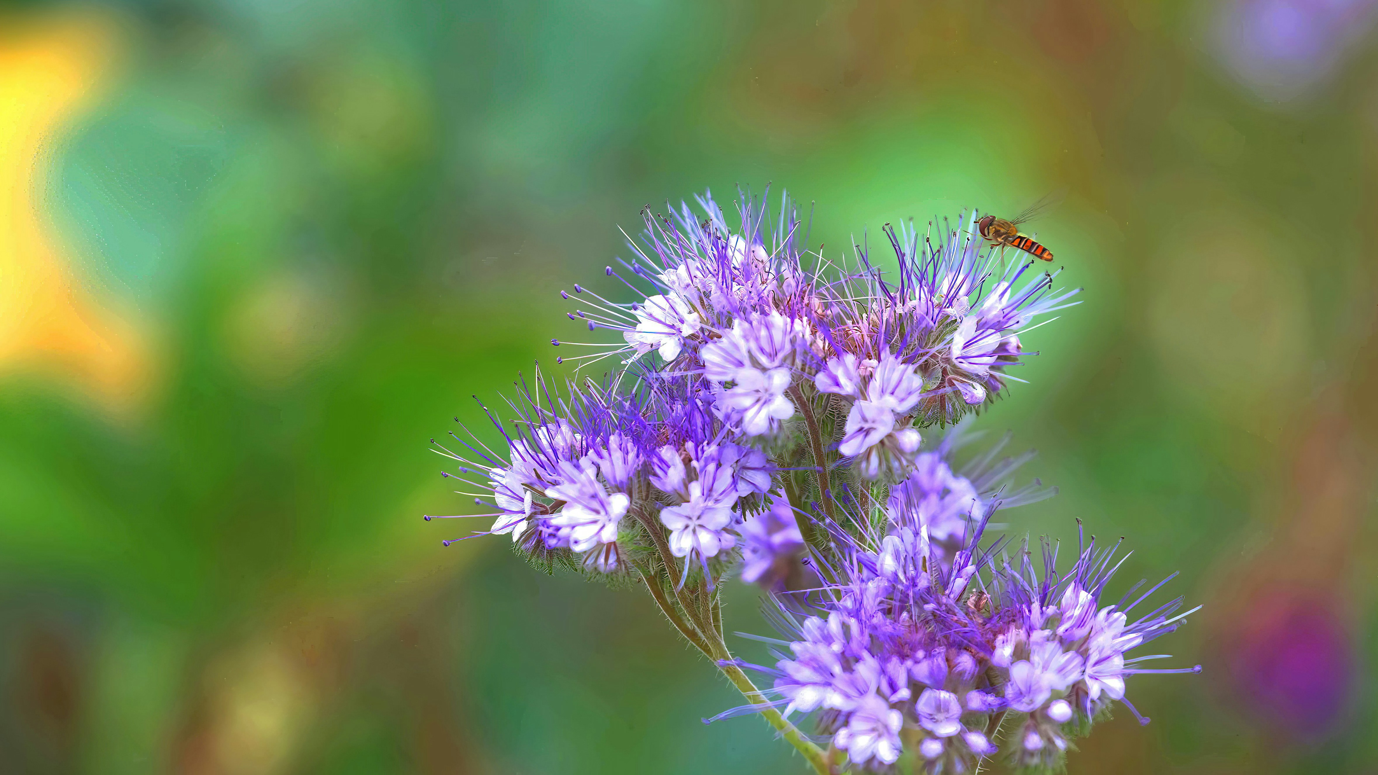 Close-up of a purple flower cluster with a bee hovering above, set against a softly blurred garden background.