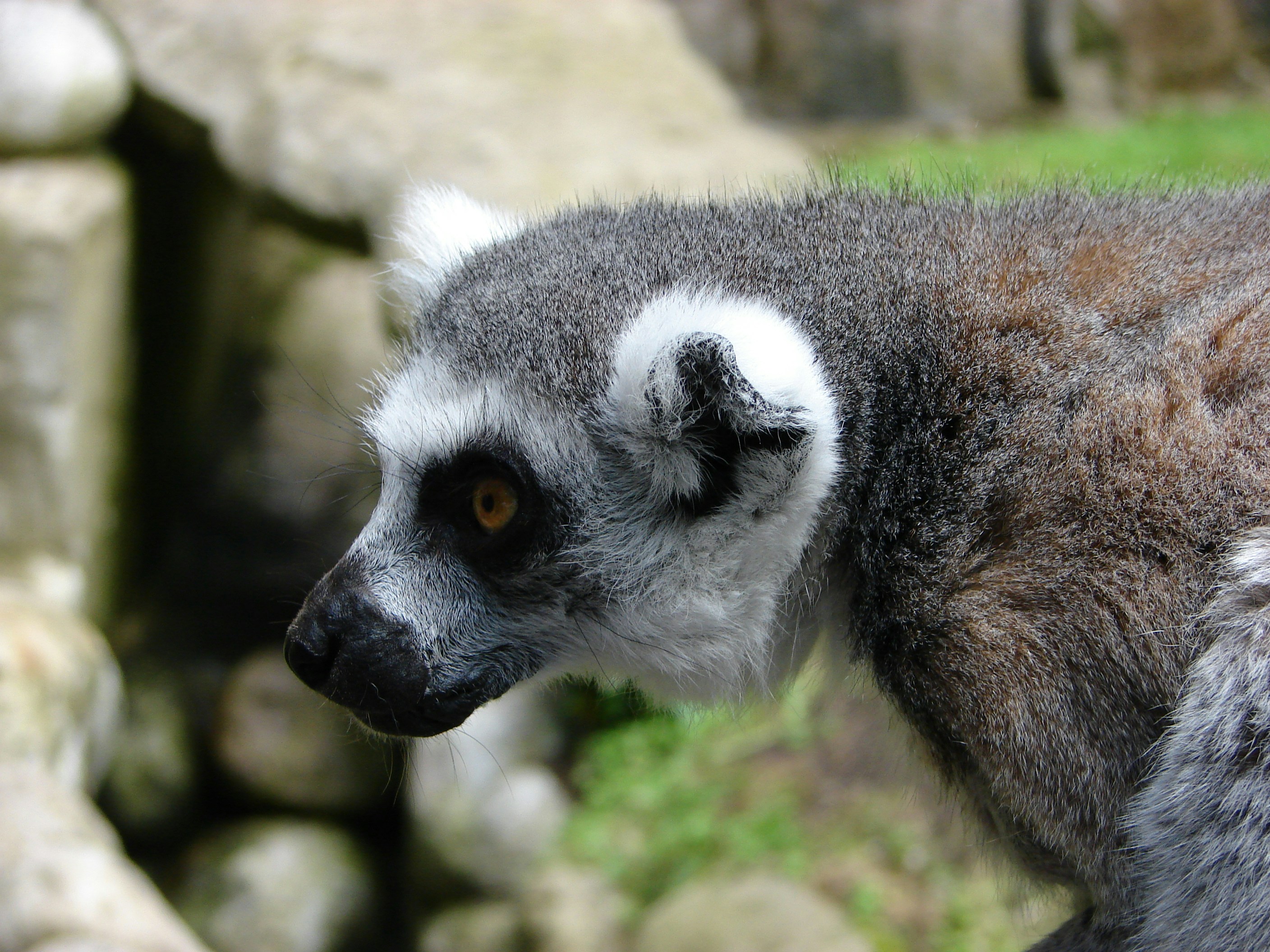 White-faced Lemur in Profile by Dappled Stone Backdrop