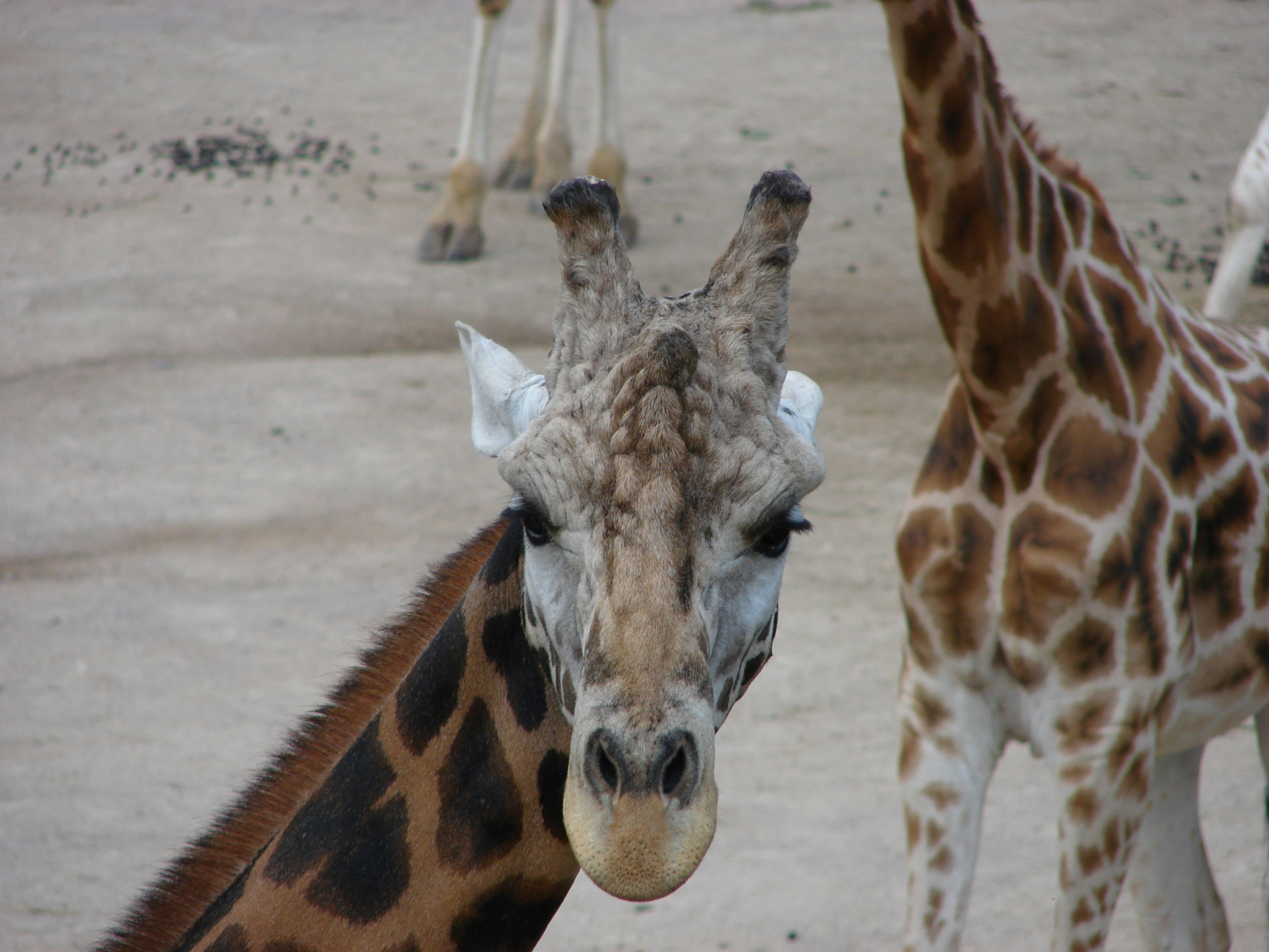 Giraffe Gaze: A Quiet Moment Under the Open Sky