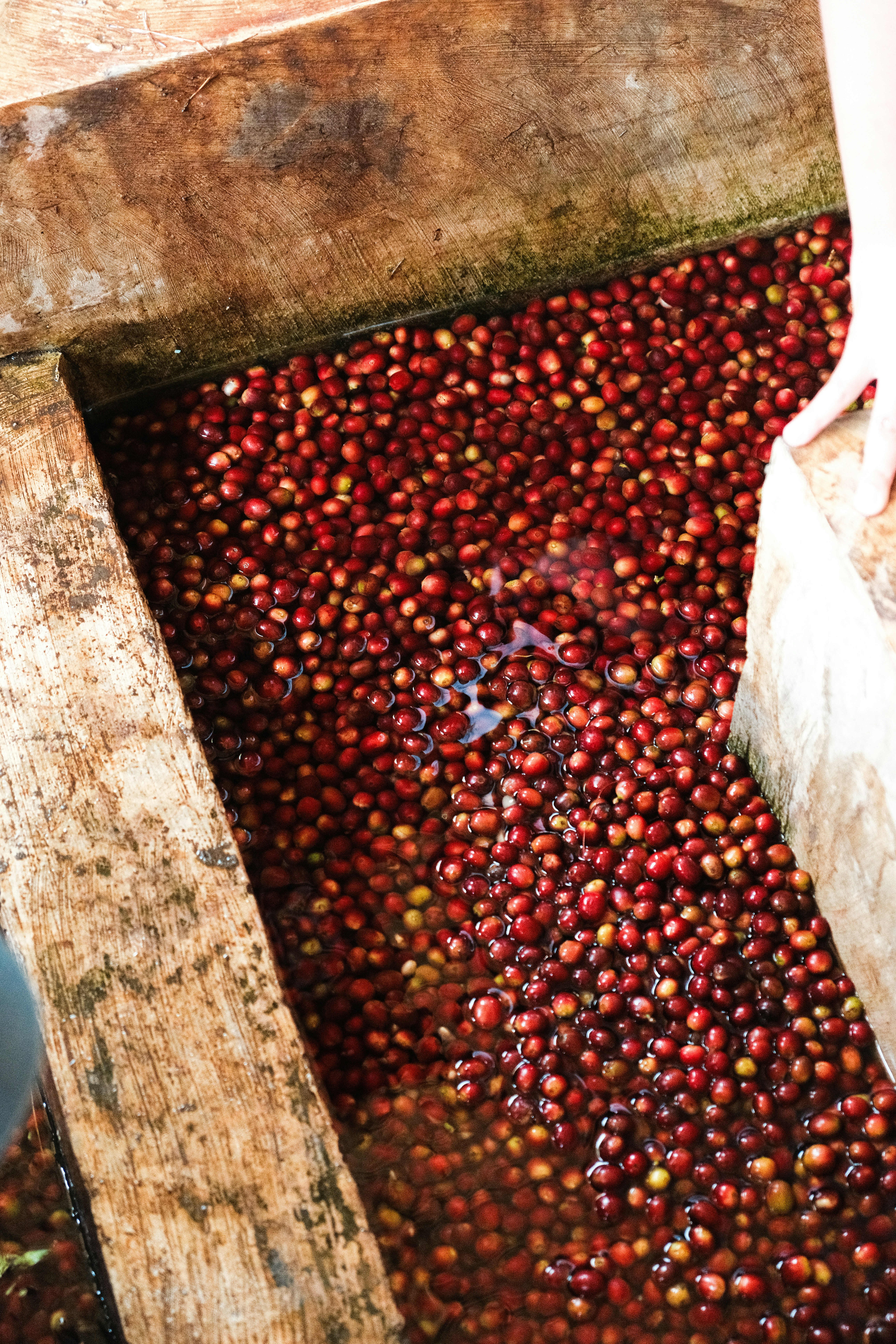 Small red beans in a wooden trough collect dark liquid, suggesting a manual processing step in a rustic coffee or fruit harvest. The scene focuses on the dense bean mass and the weathered container material.