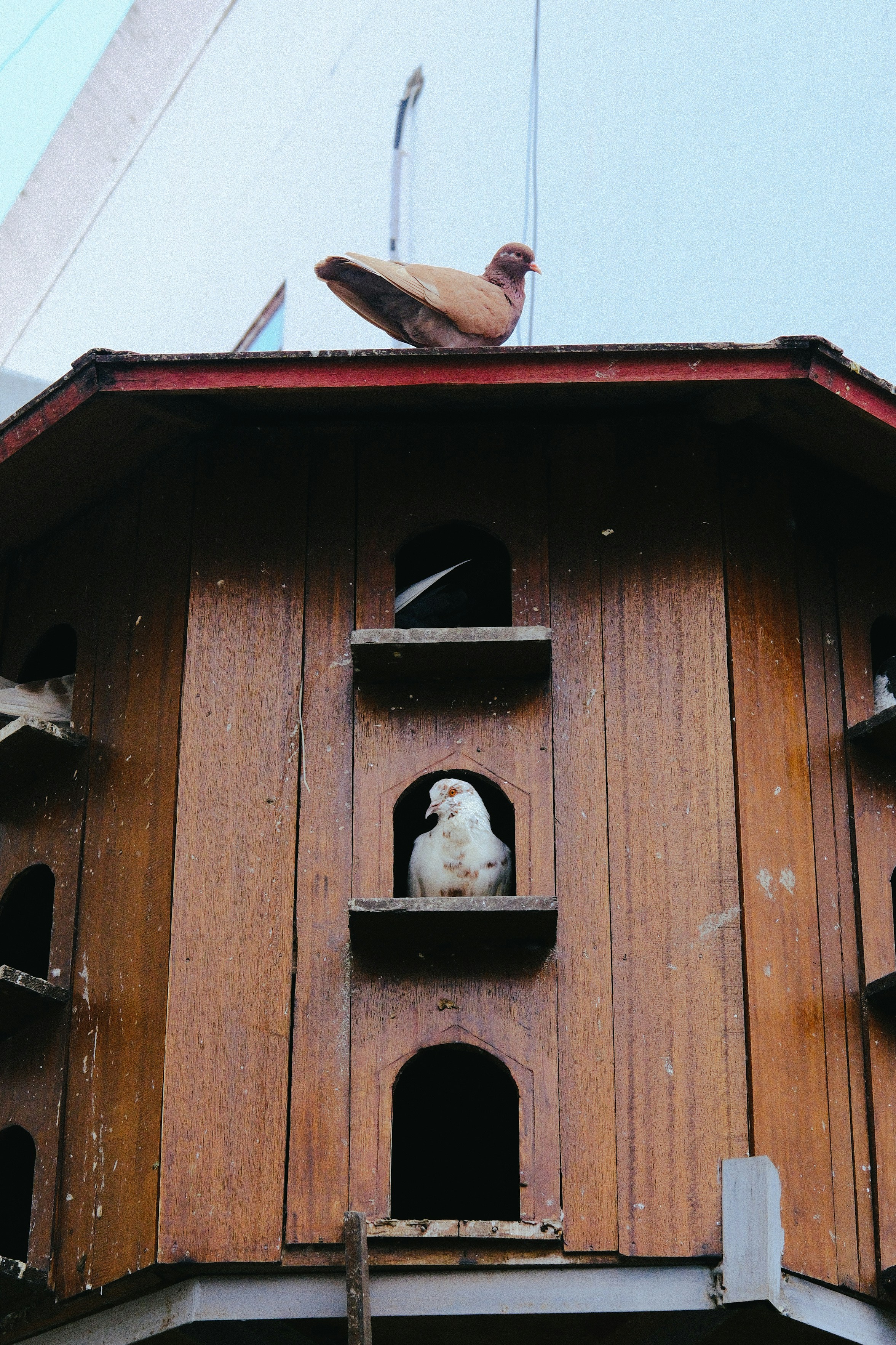Top Dove Watch: A Pigeon Perched Above a Weathered Coop