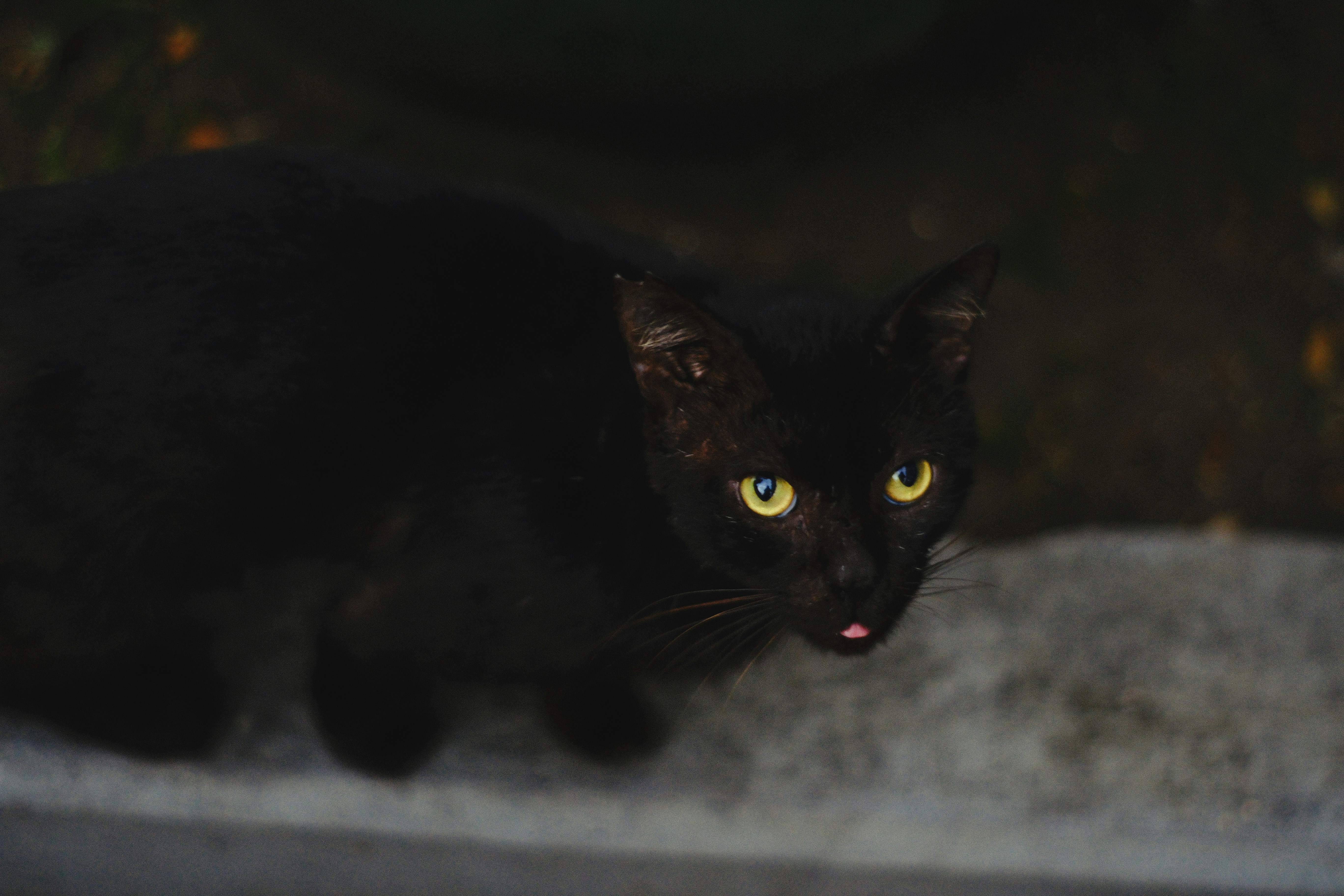 Midnight Gaze: A Black Cat with Piercing Yellow Eyes