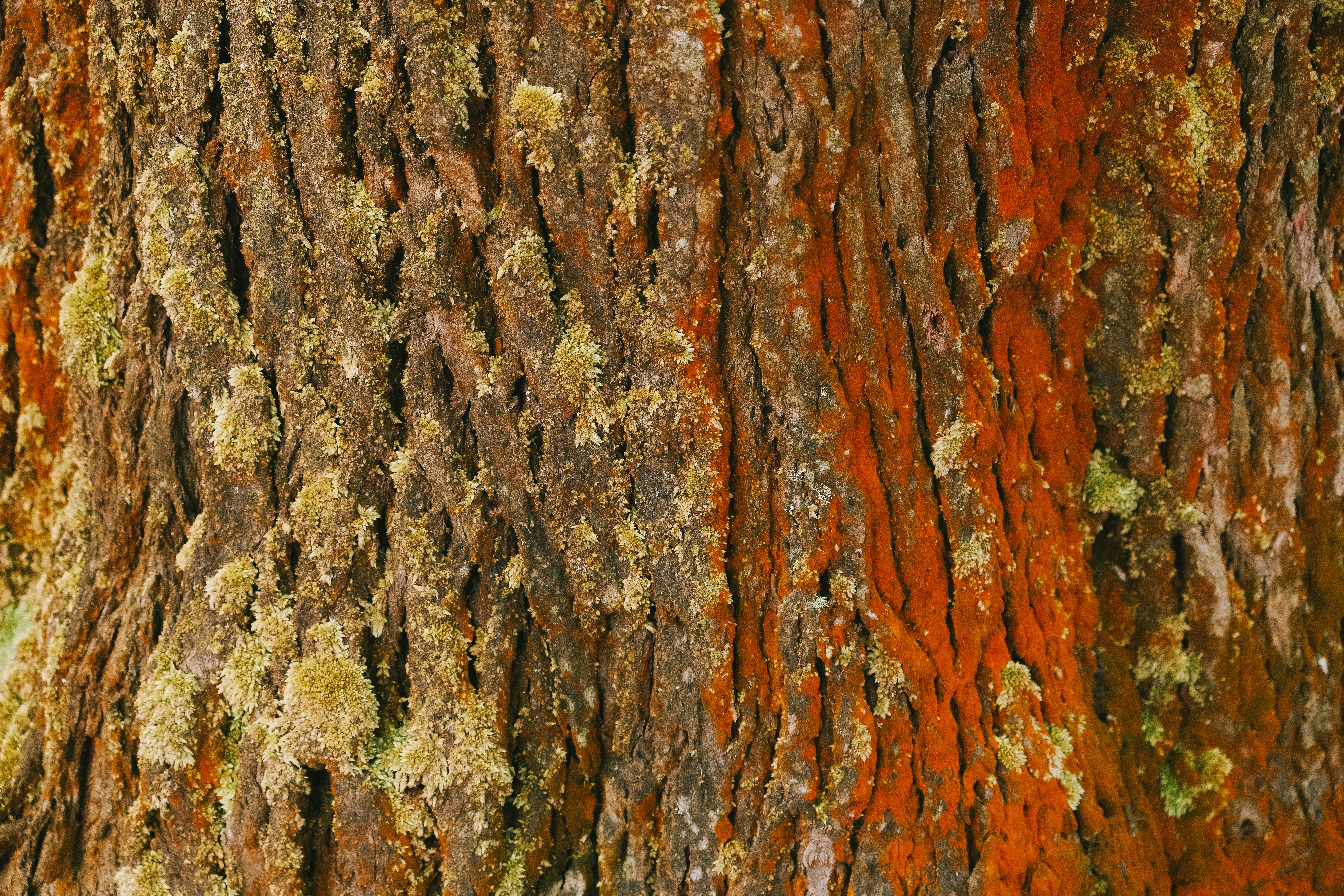 Rugged Bark: A Textured Portrait of Autumn Tones