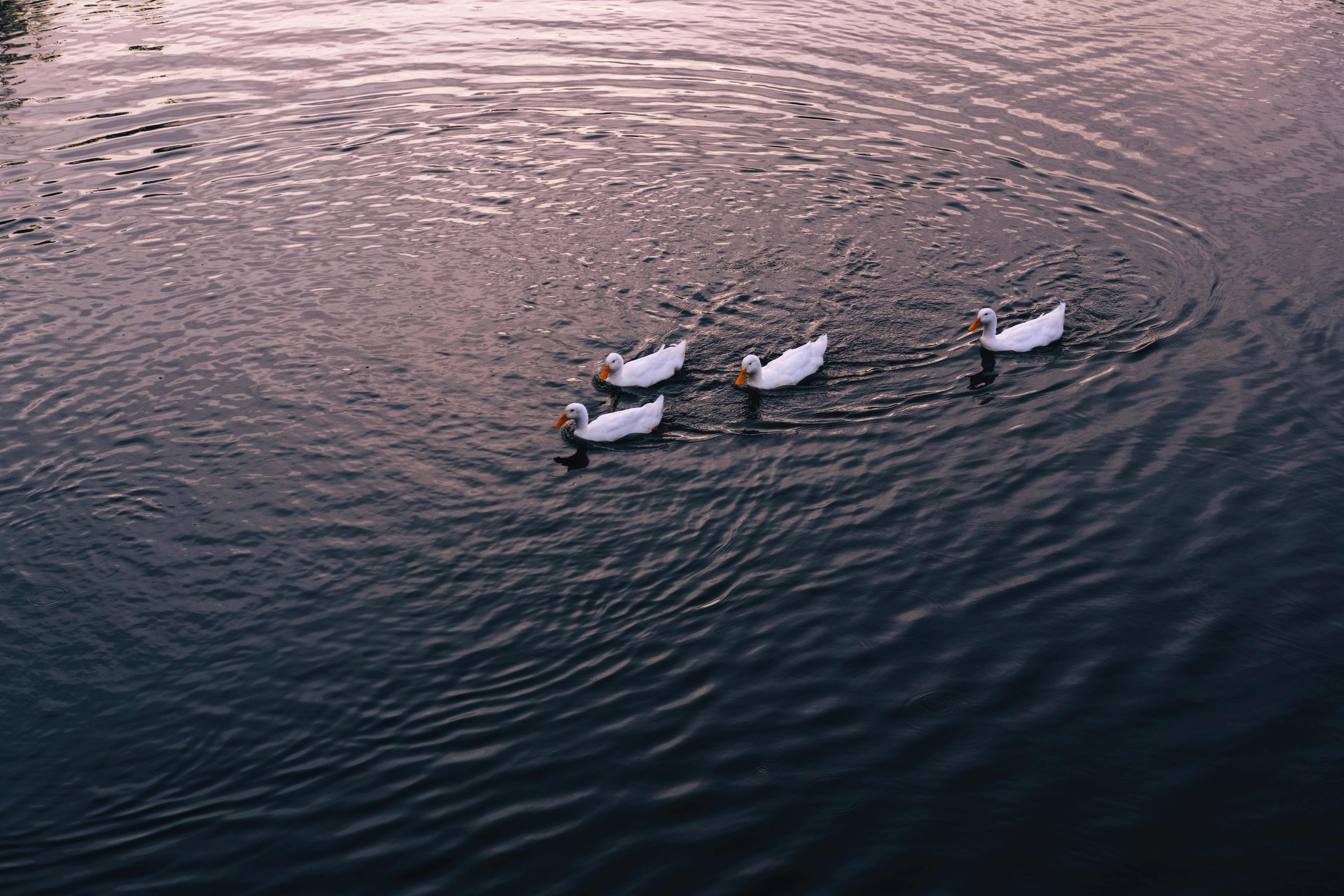 Row of White Ducks Skimming Quiet Evening Waters
