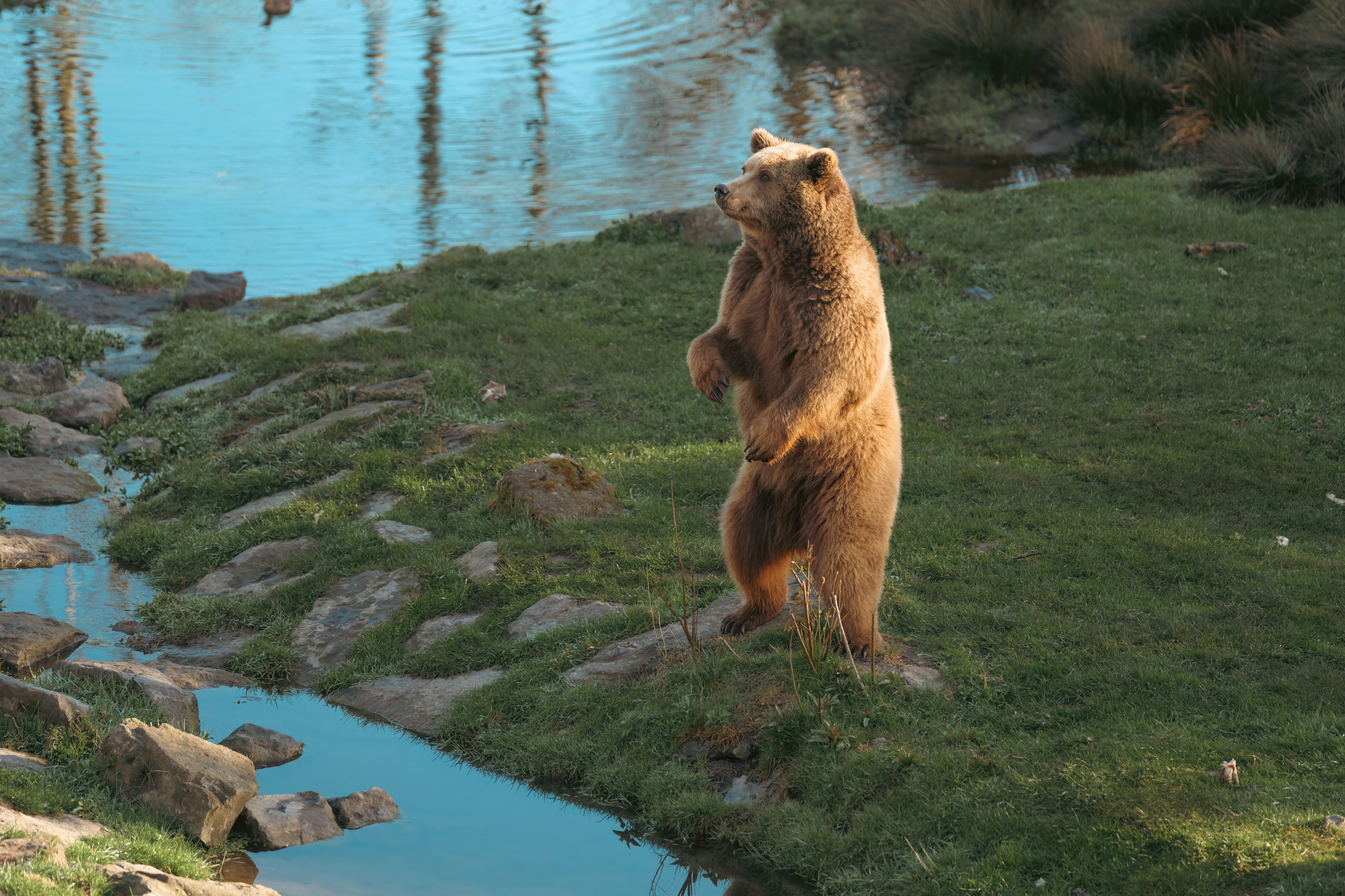 Stand Tall by the Water: A Prairie Marmot Postures for a Moment