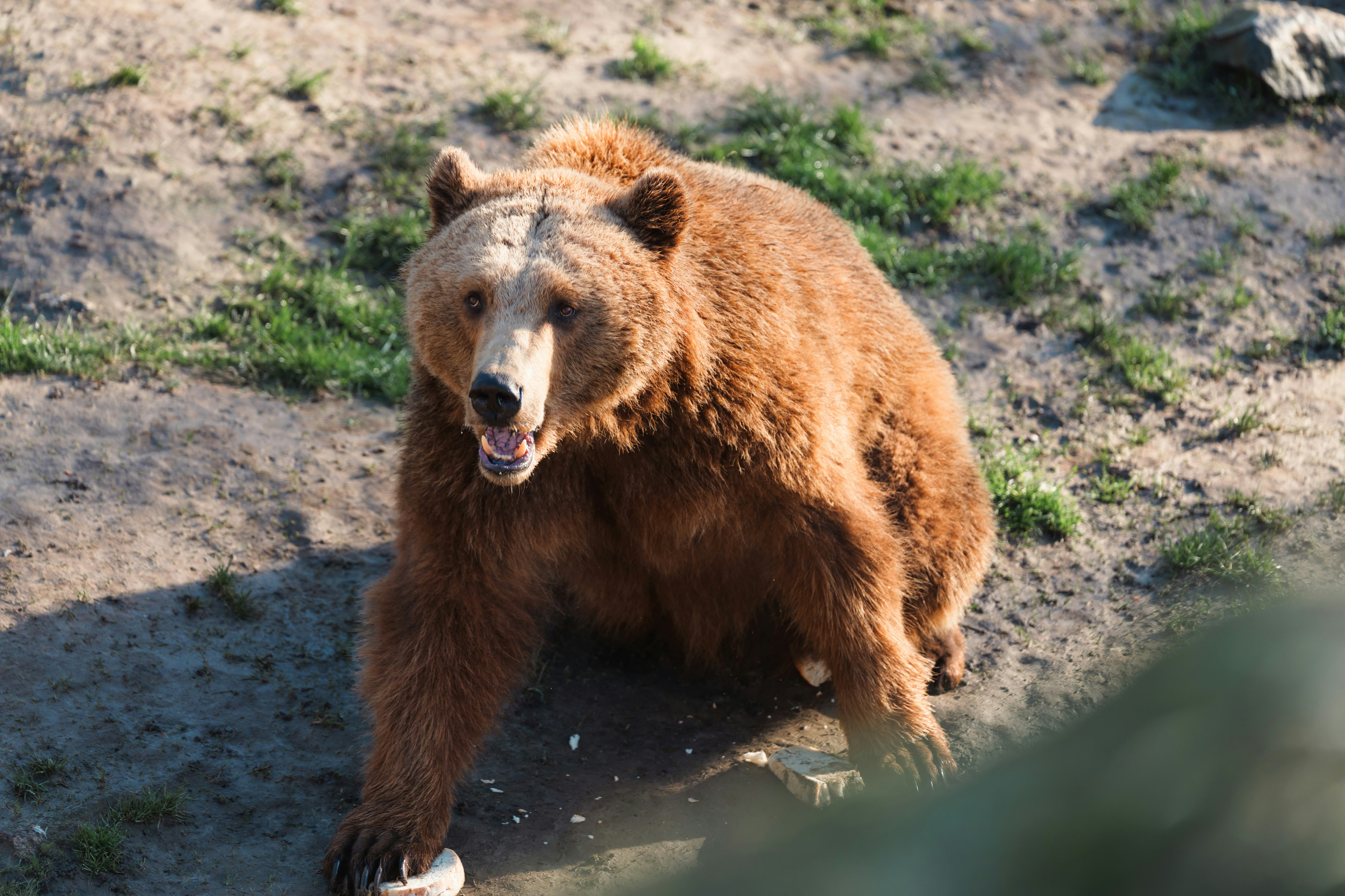 Curious Grin: A Brown Bear in Sunlit Ground