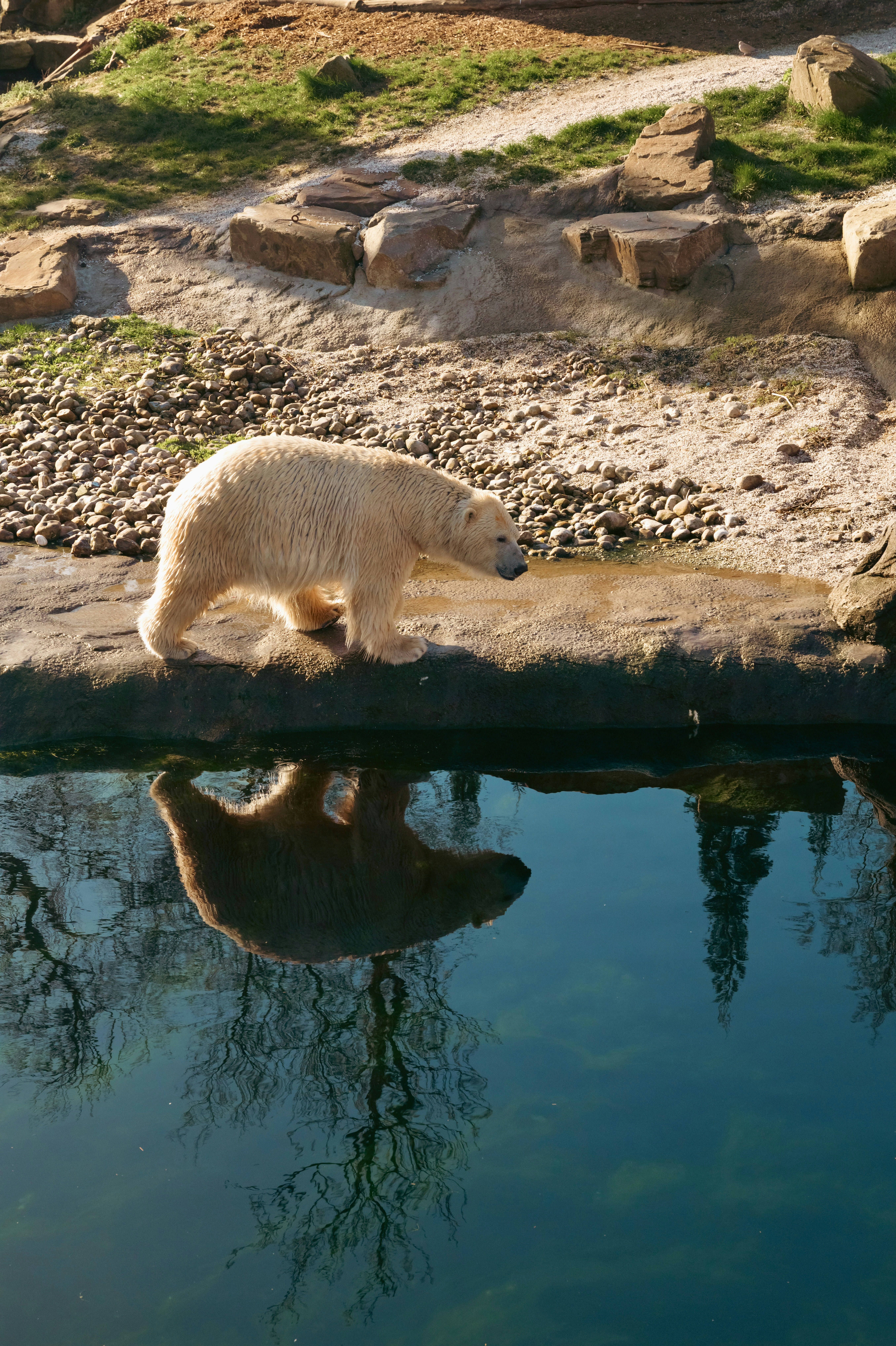 Polar Bear Vigil by the Riverbank