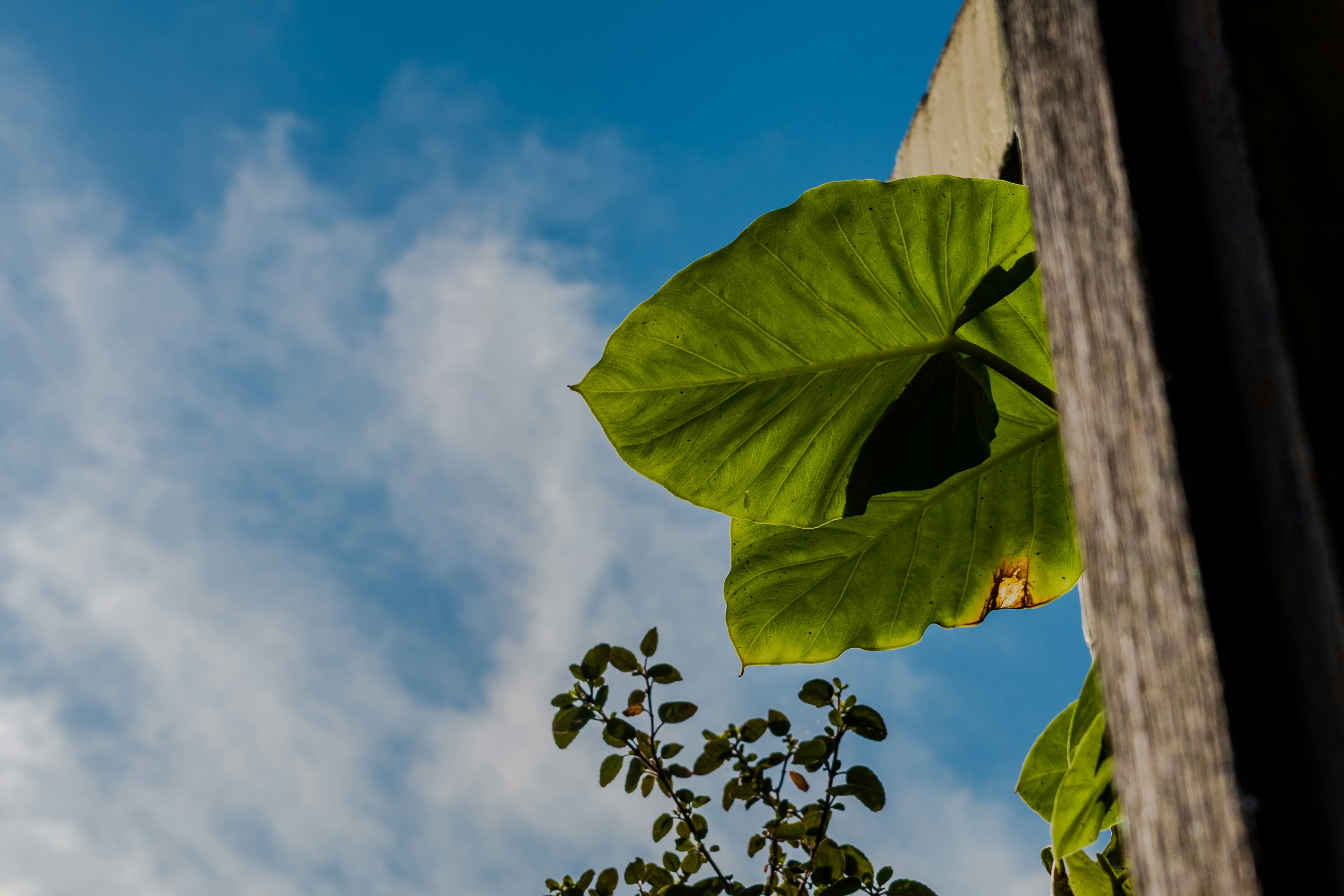 Leaf Edge and Sky — A Quiet Moment with Green Veins Against Blue