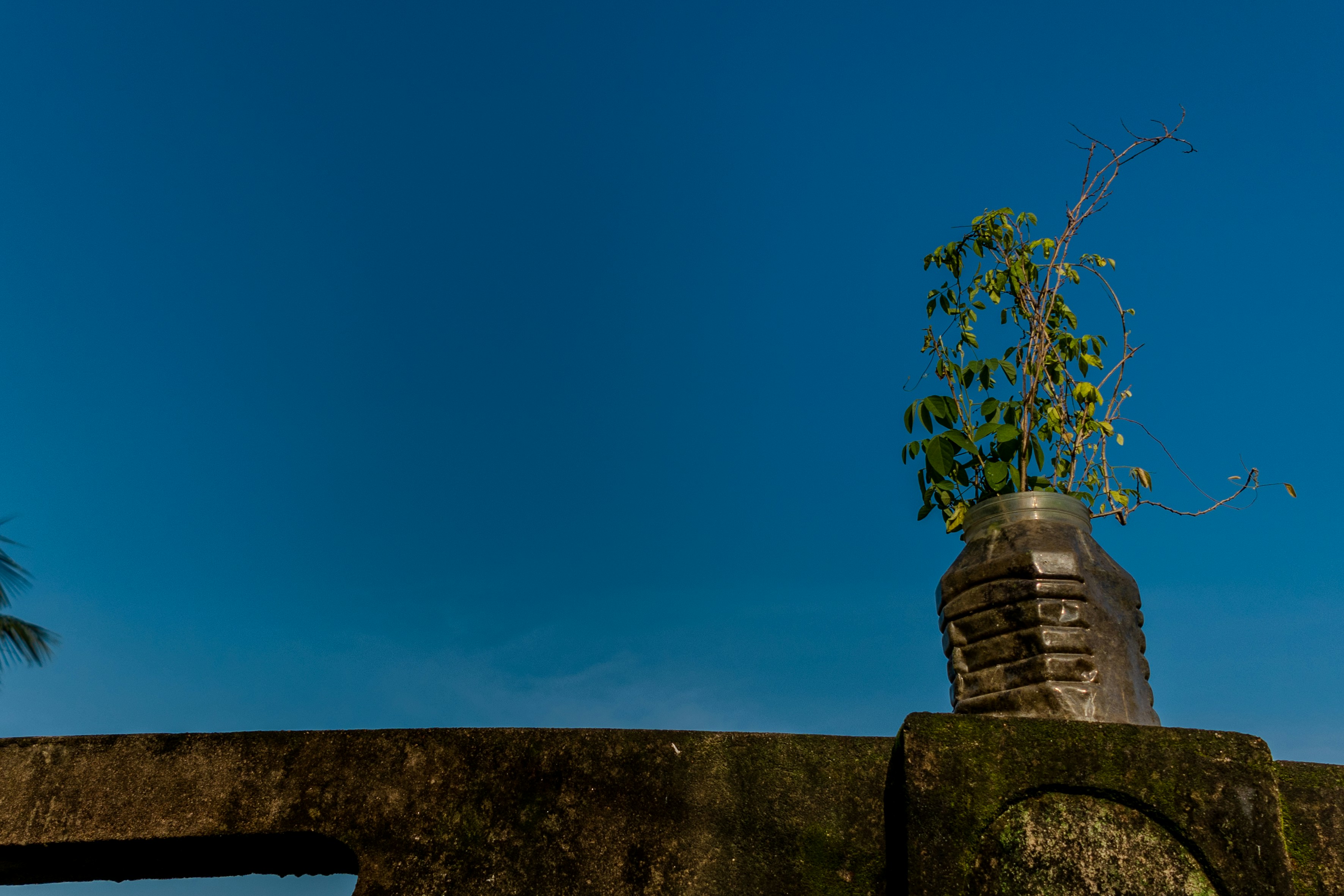 Cracked Bridge Petiole: A Nascent Vine in a Quiet Sky