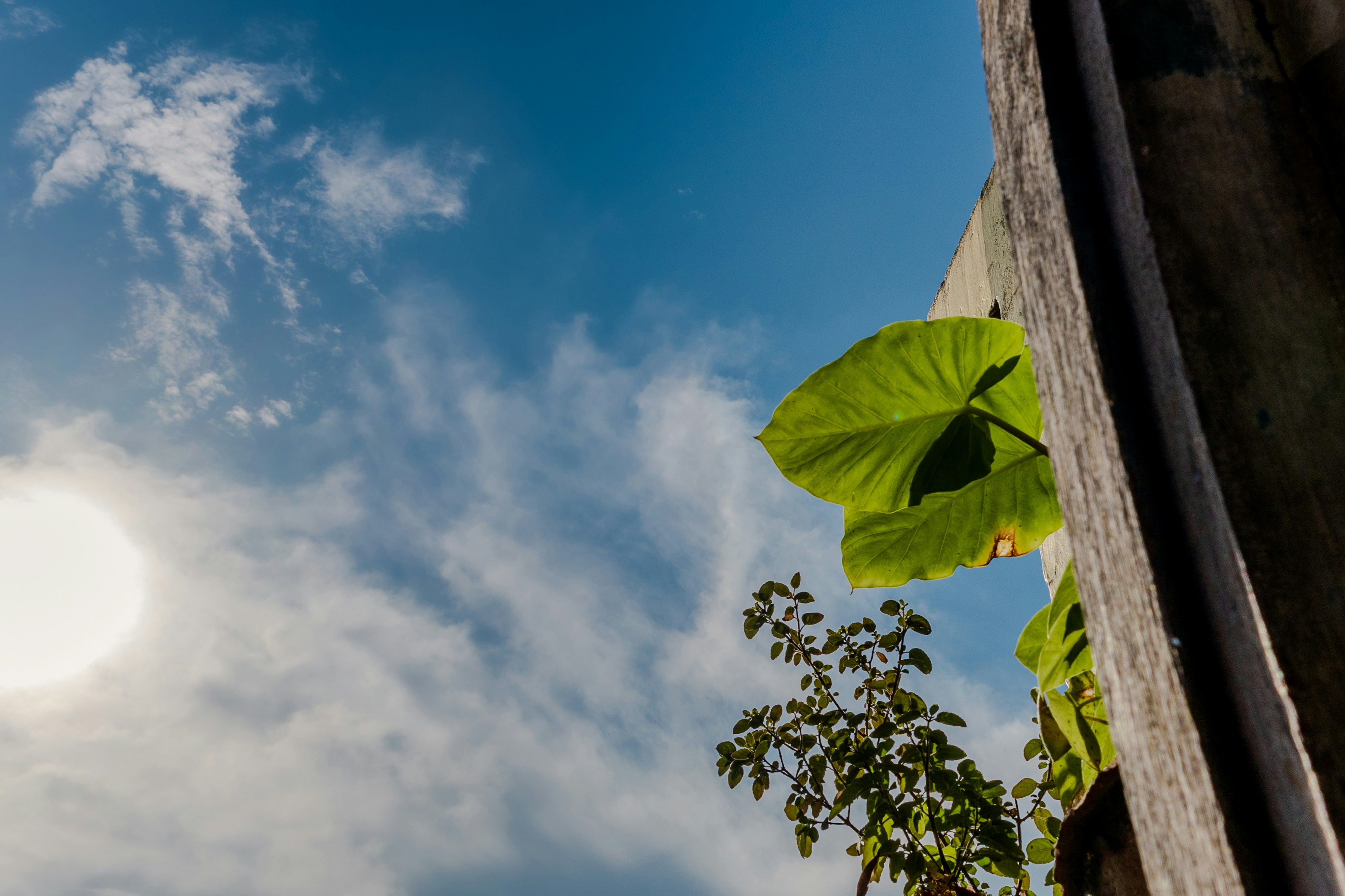 Sunlit Leaf Above the Edge of Structure